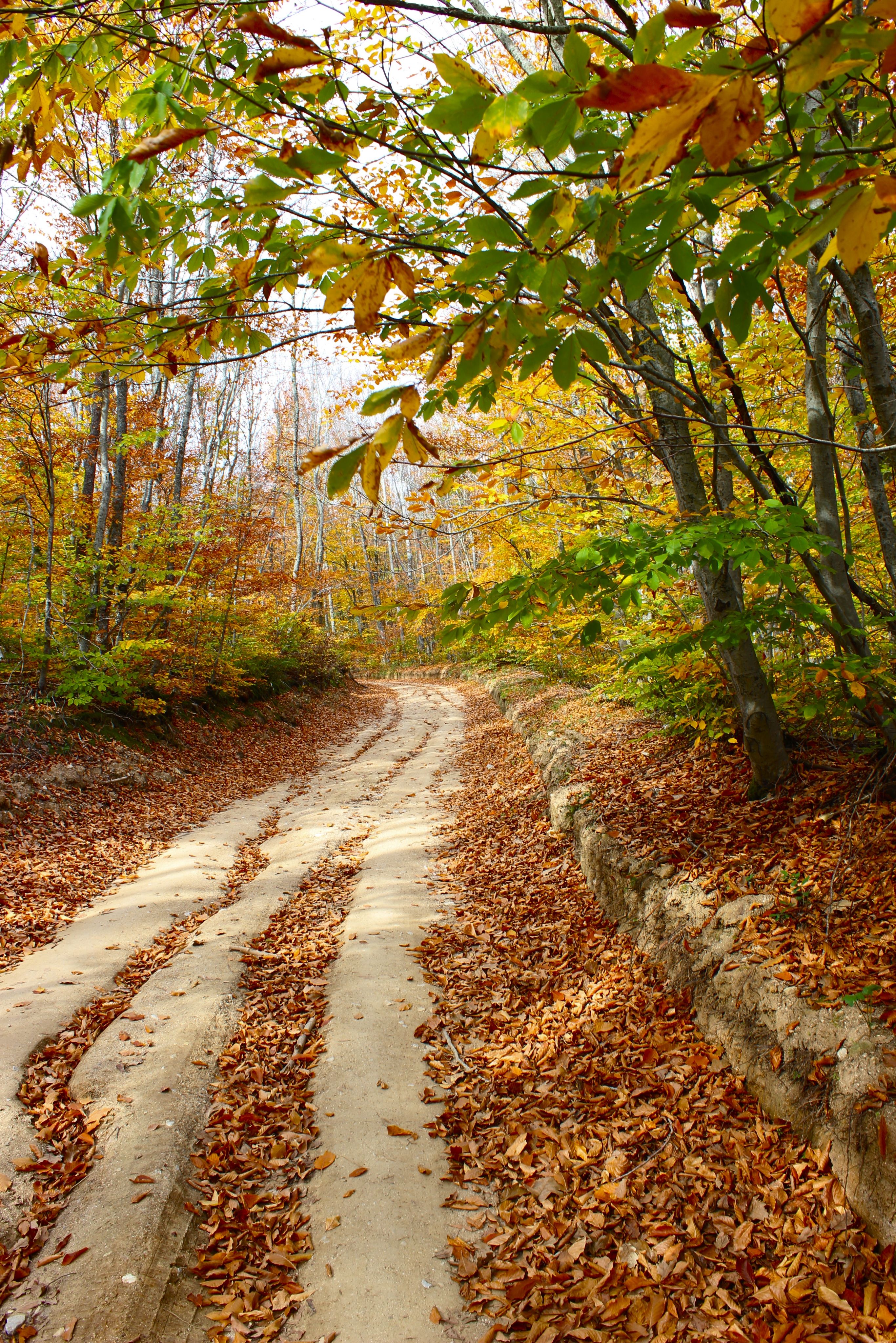 Scenic Autumn Forest Path with Fallen Leaves · Free Stock Photo