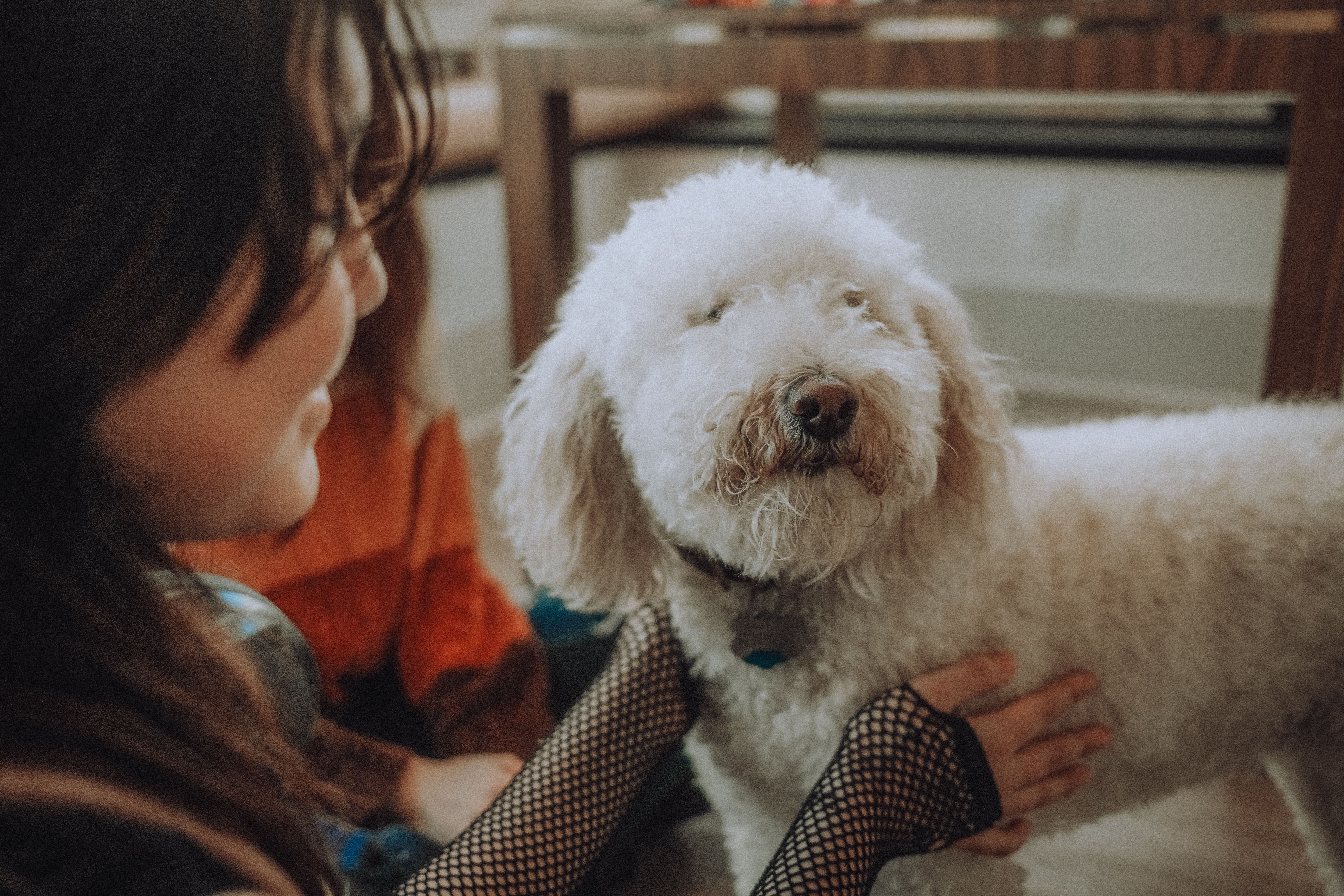 Cuddly Poodle with Owner Indoors · Free Stock Photo