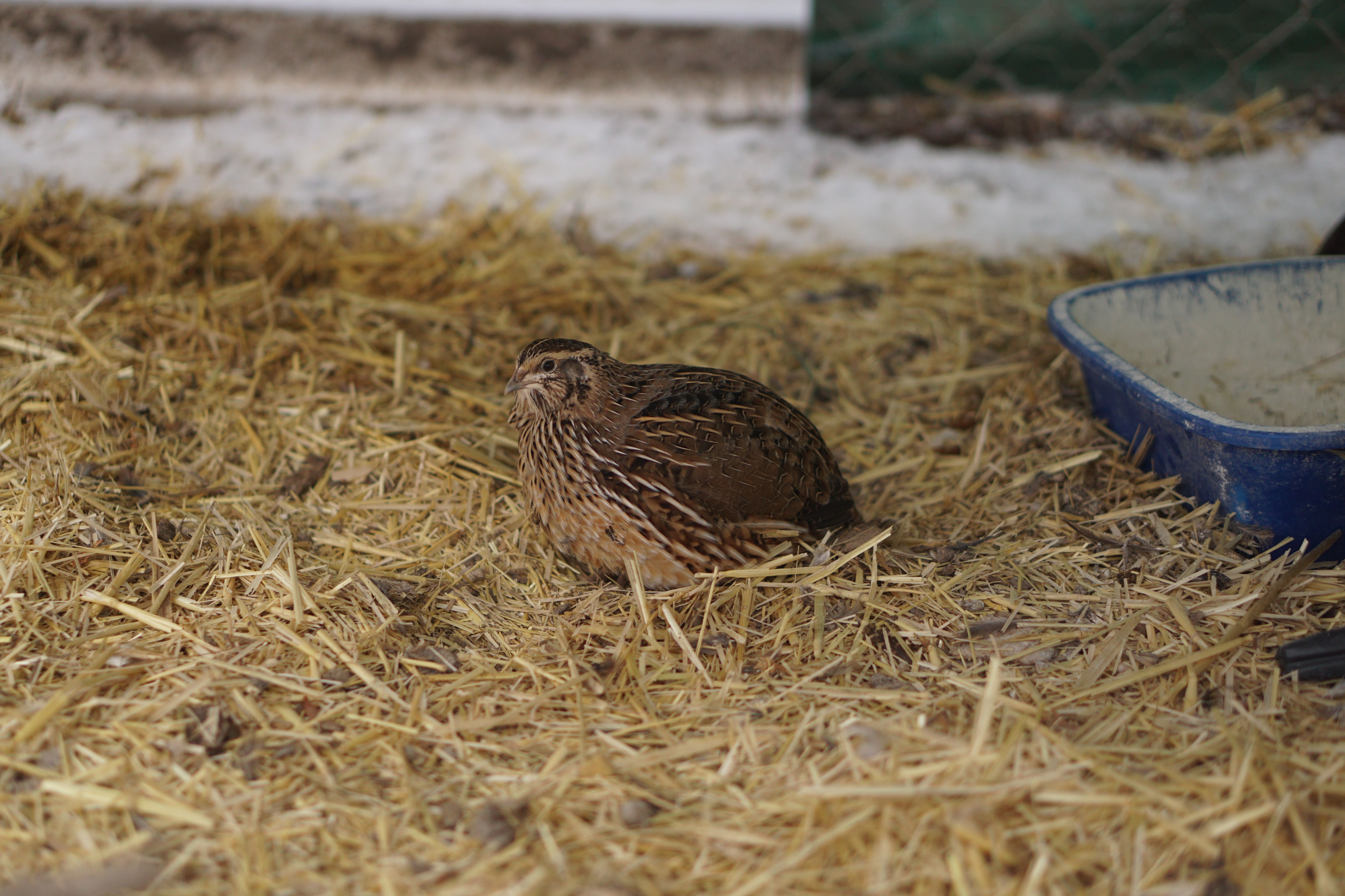 Quail Photos, Download The BEST Free Quail Stock Photos & HD Images
