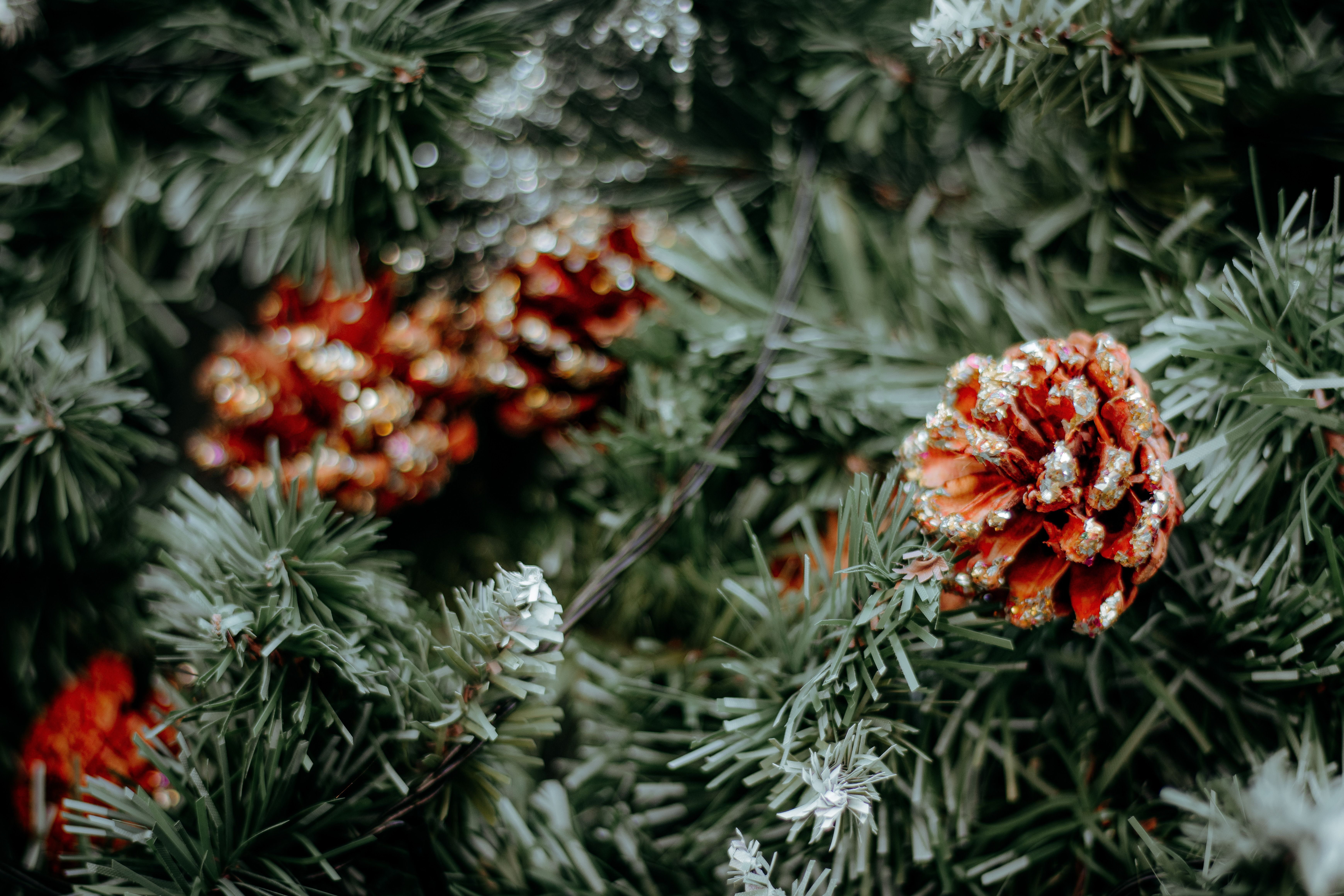 Festive Christmas Pine Cones on Evergreen Branch · Free Stock Photo
