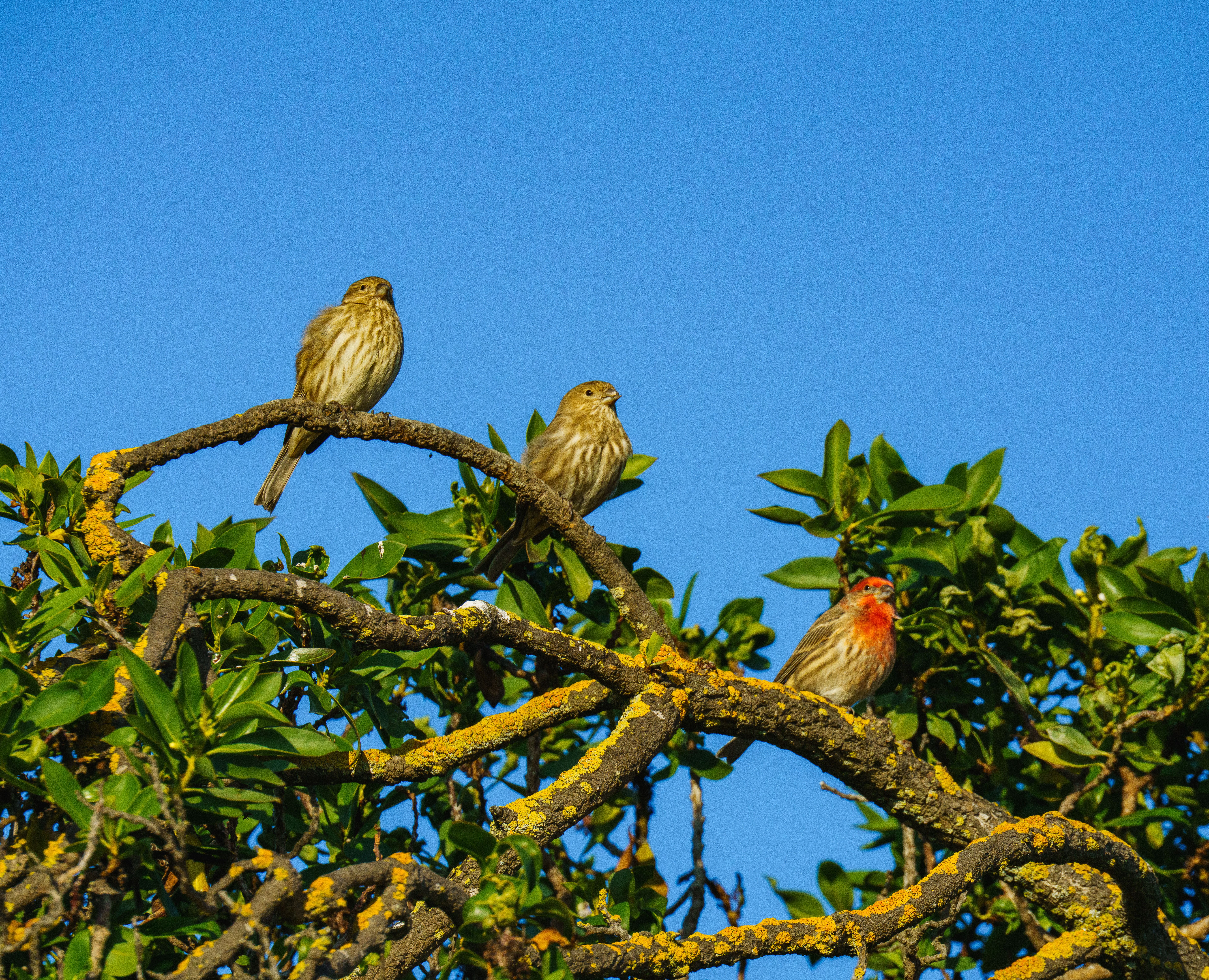 Colorful Finches Perched on Lush Tree Branches · Free Stock Photo