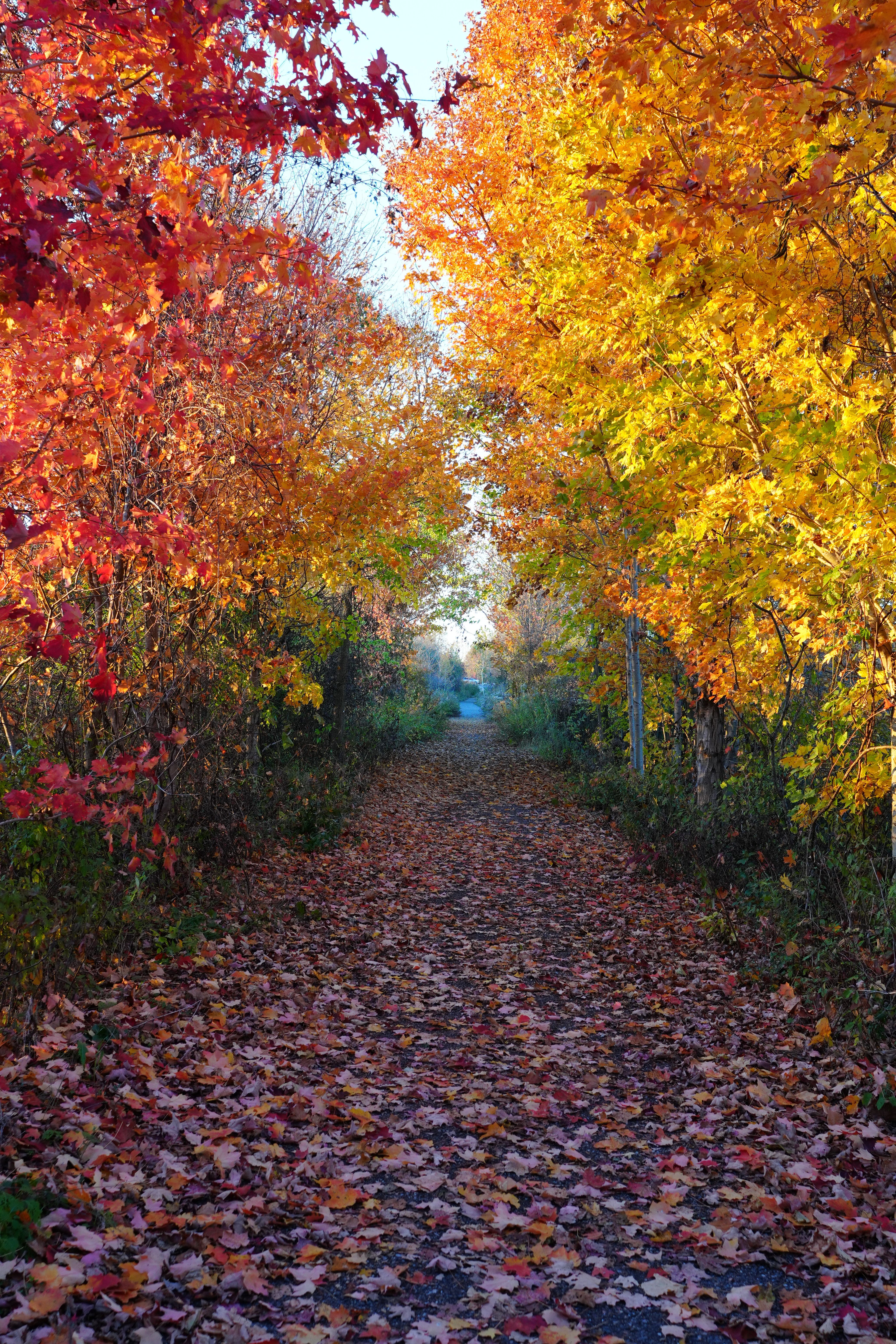 Autumn Pathway Lined with Vibrant Foliage · Free Stock Photo