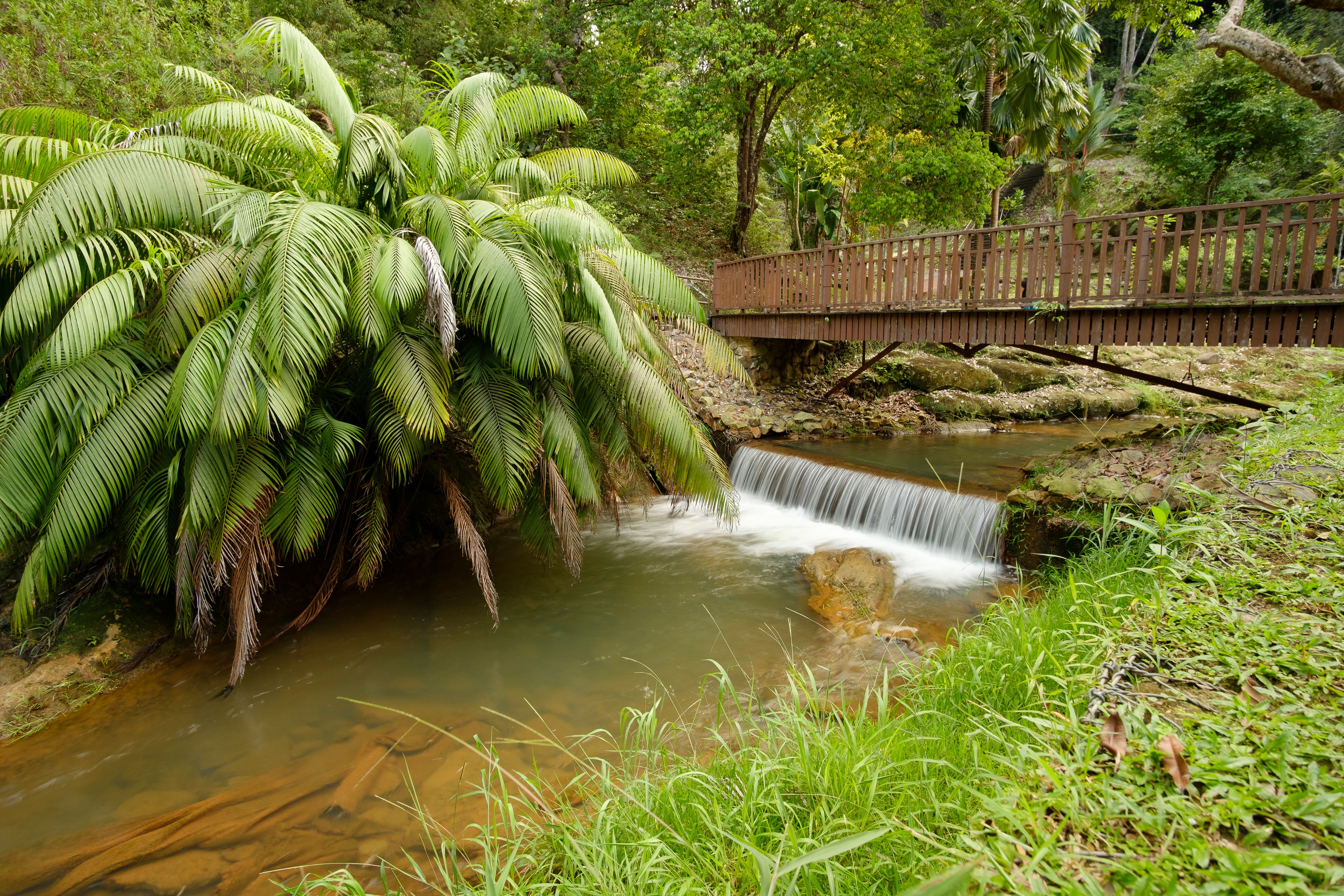 Tropical Stream with Wooden Bridge and Lush Vegetation · Free Stock Photo