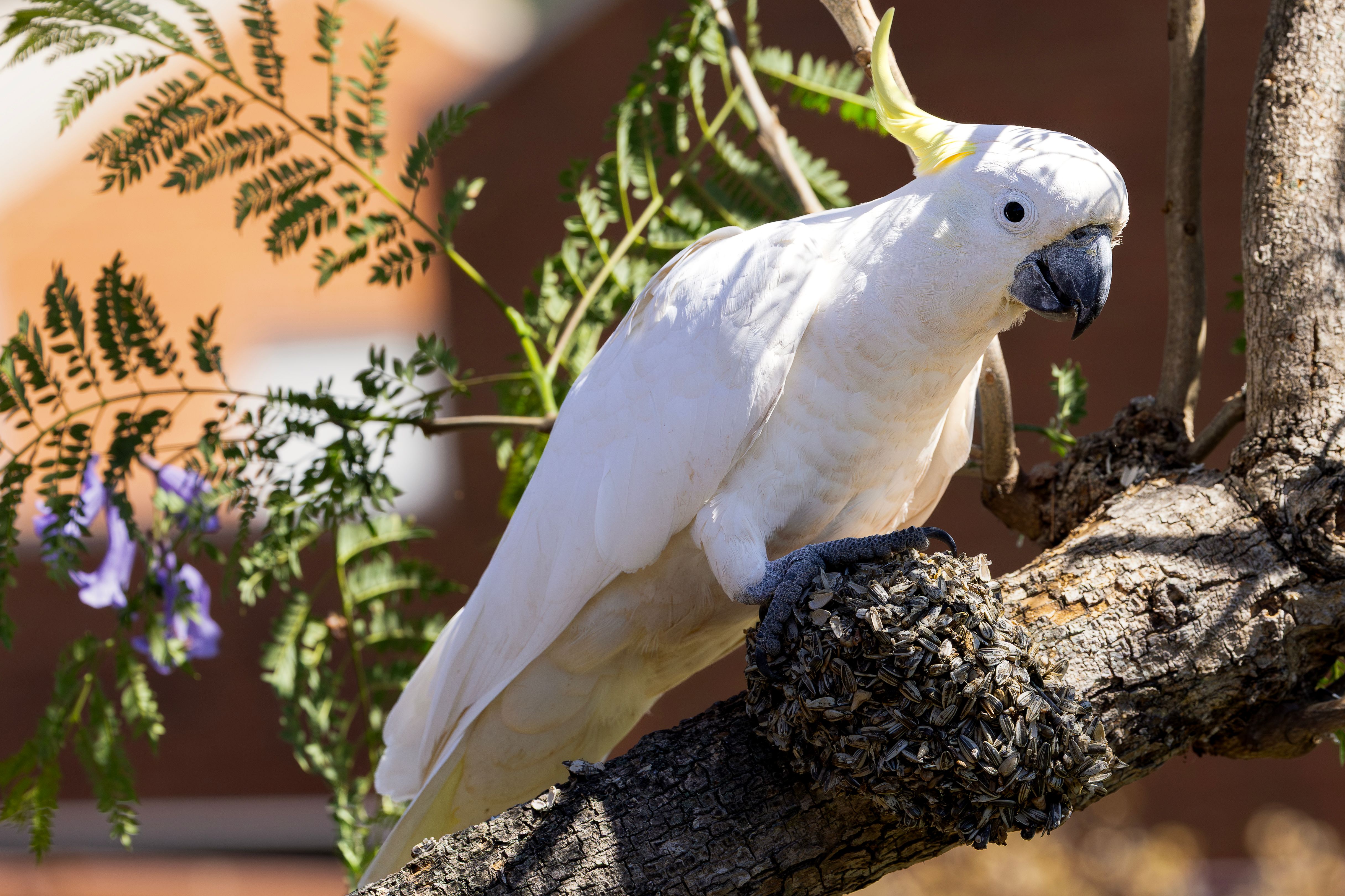 Sulphur-Crested Cockatoo in Australian Habitat · Free Stock Photo