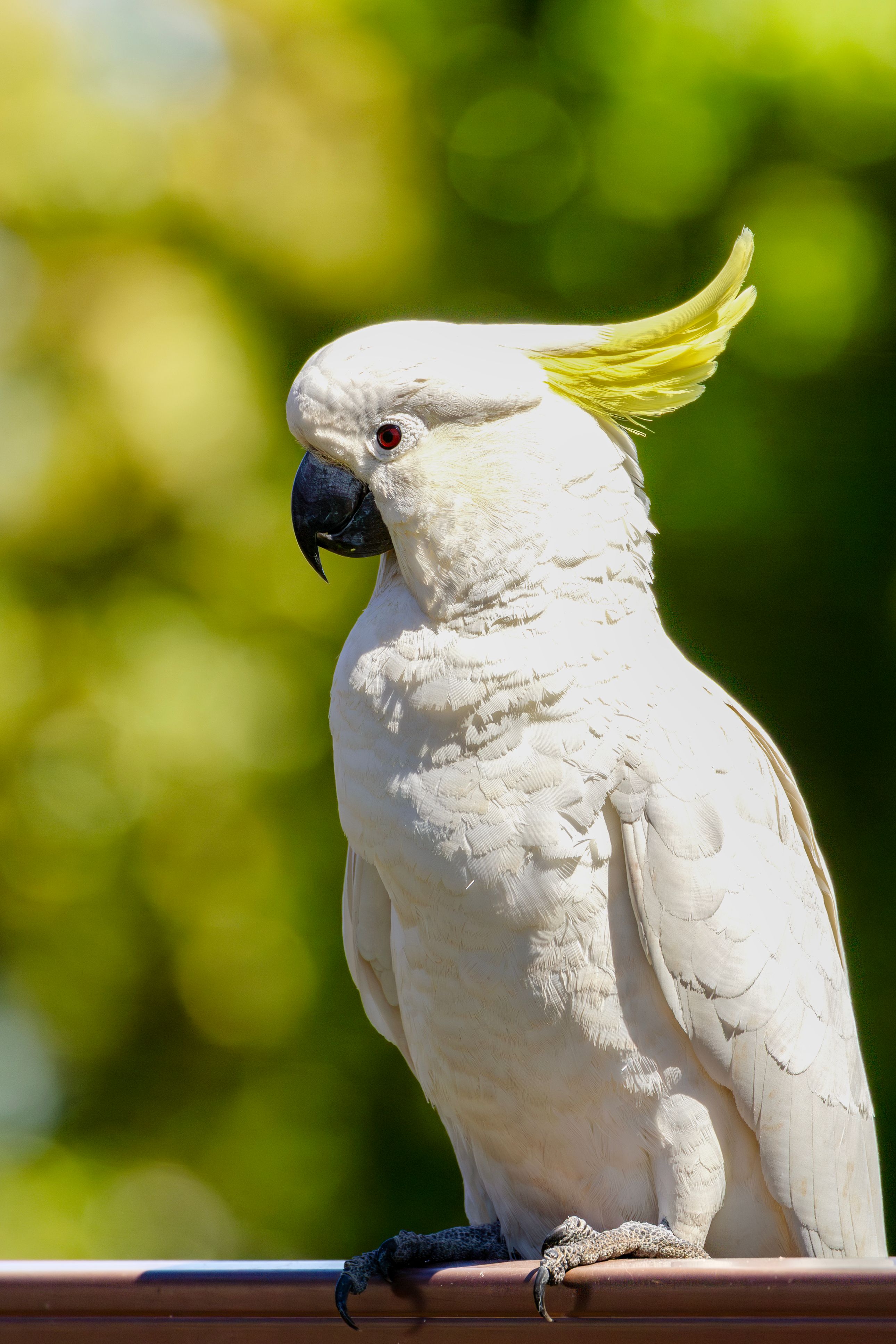 Sulphur-crested Cockatoo in Australian Habitat · Free Stock Photo