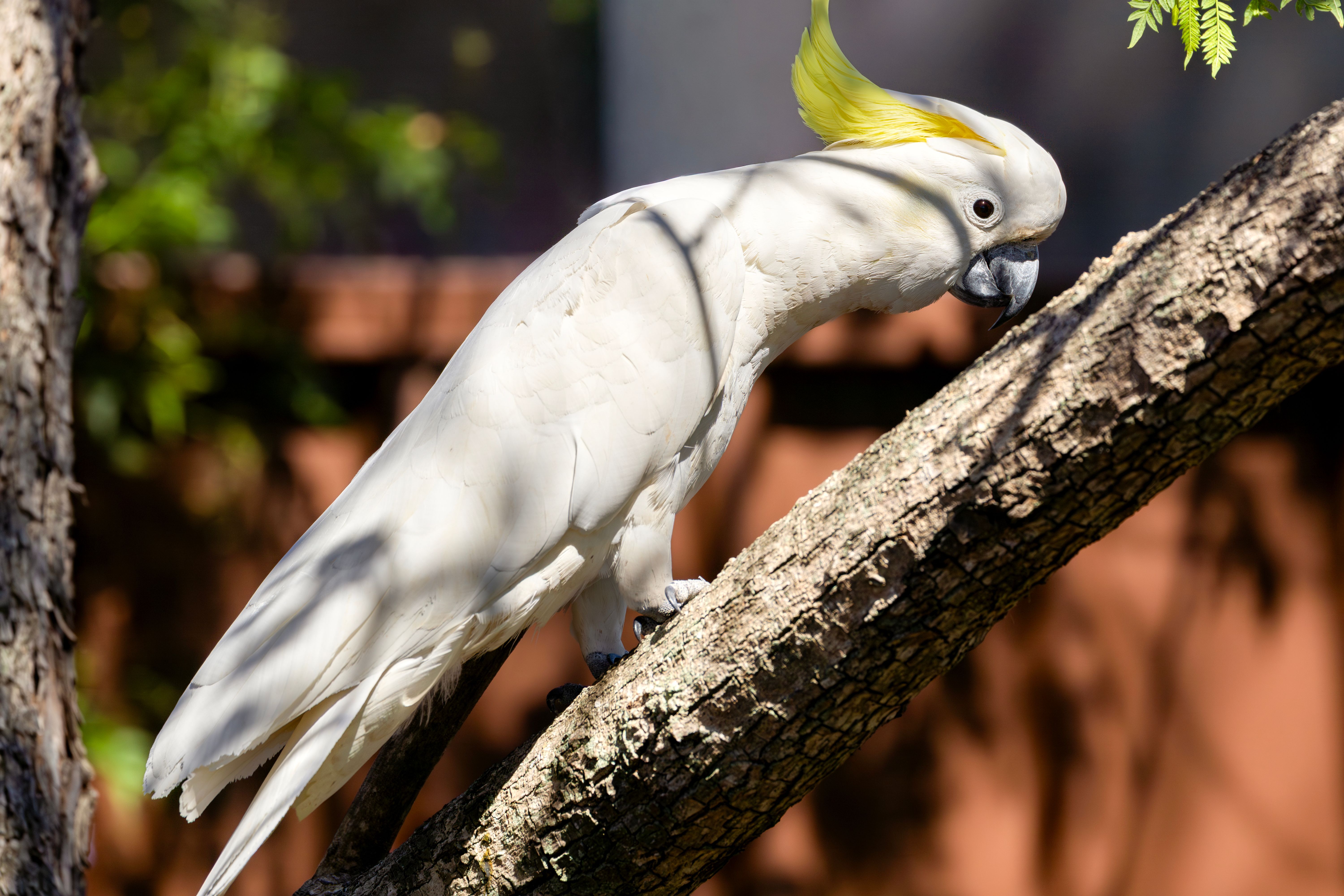 Sulphur-crested Cockatoo in Australian Habitat · Free Stock Photo