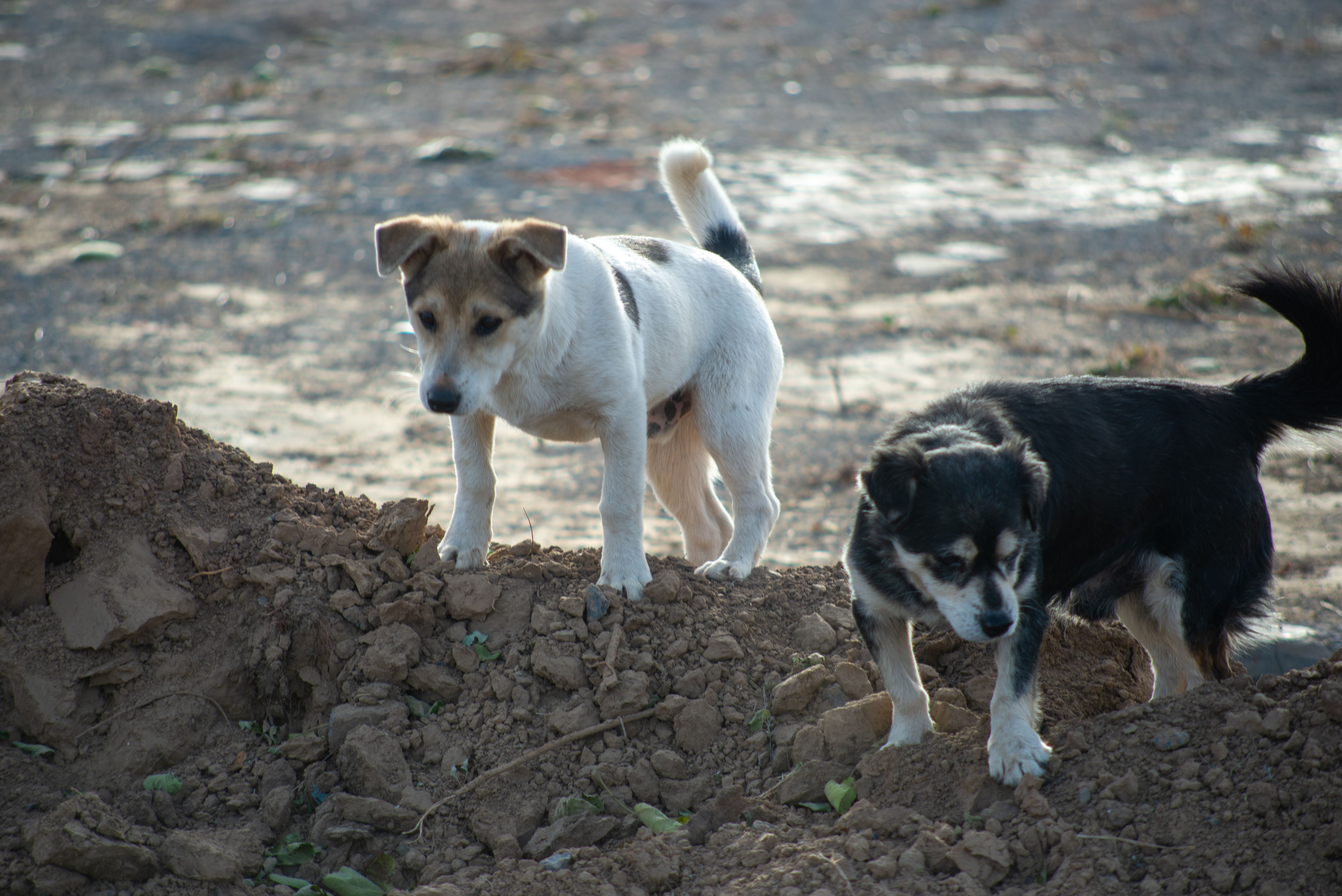 Two Small Dogs Exploring on Dirt Pile Outdoors · Free Stock Photo