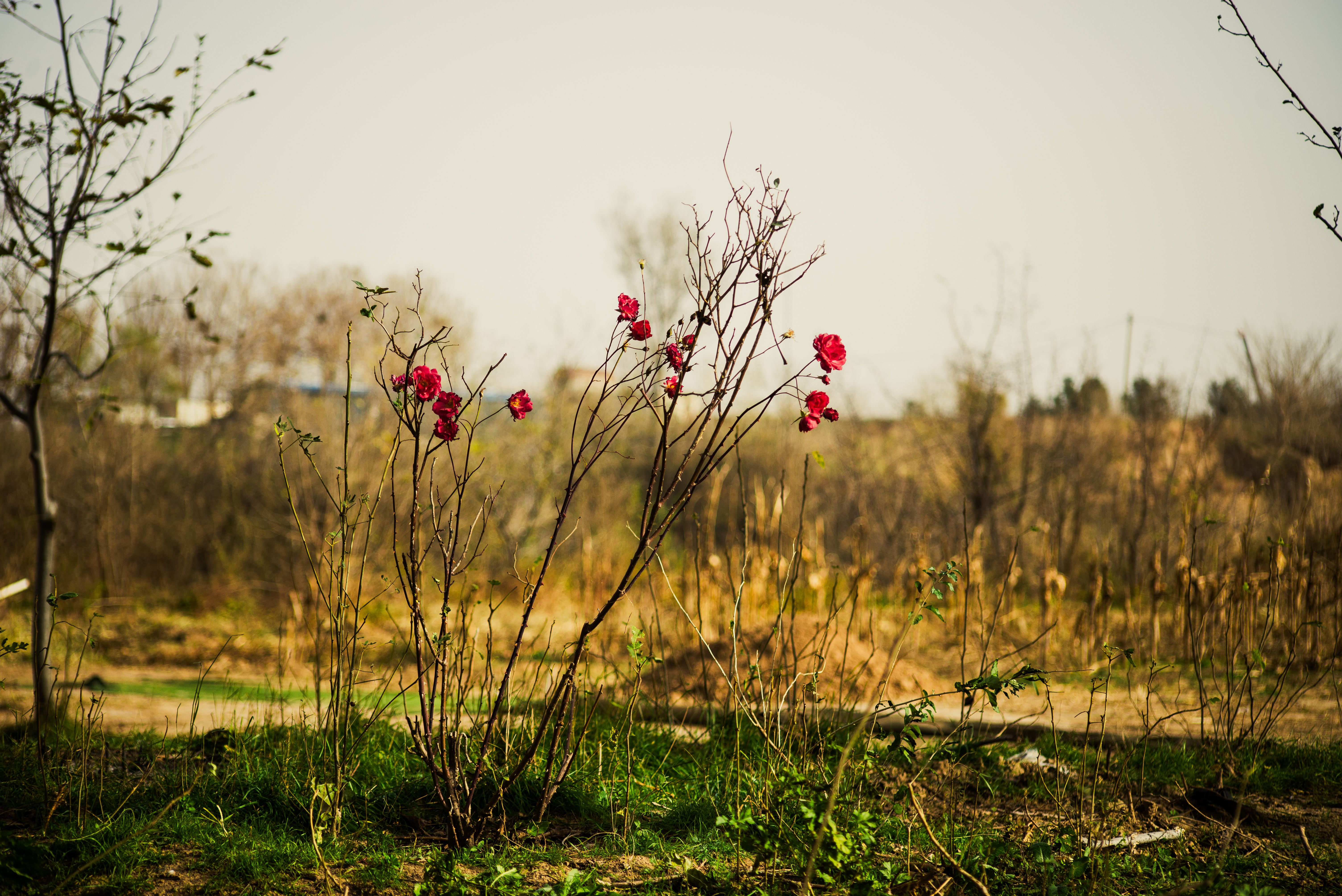 Blooming Scene Photos, Download The BEST Free Blooming Scene Stock ...