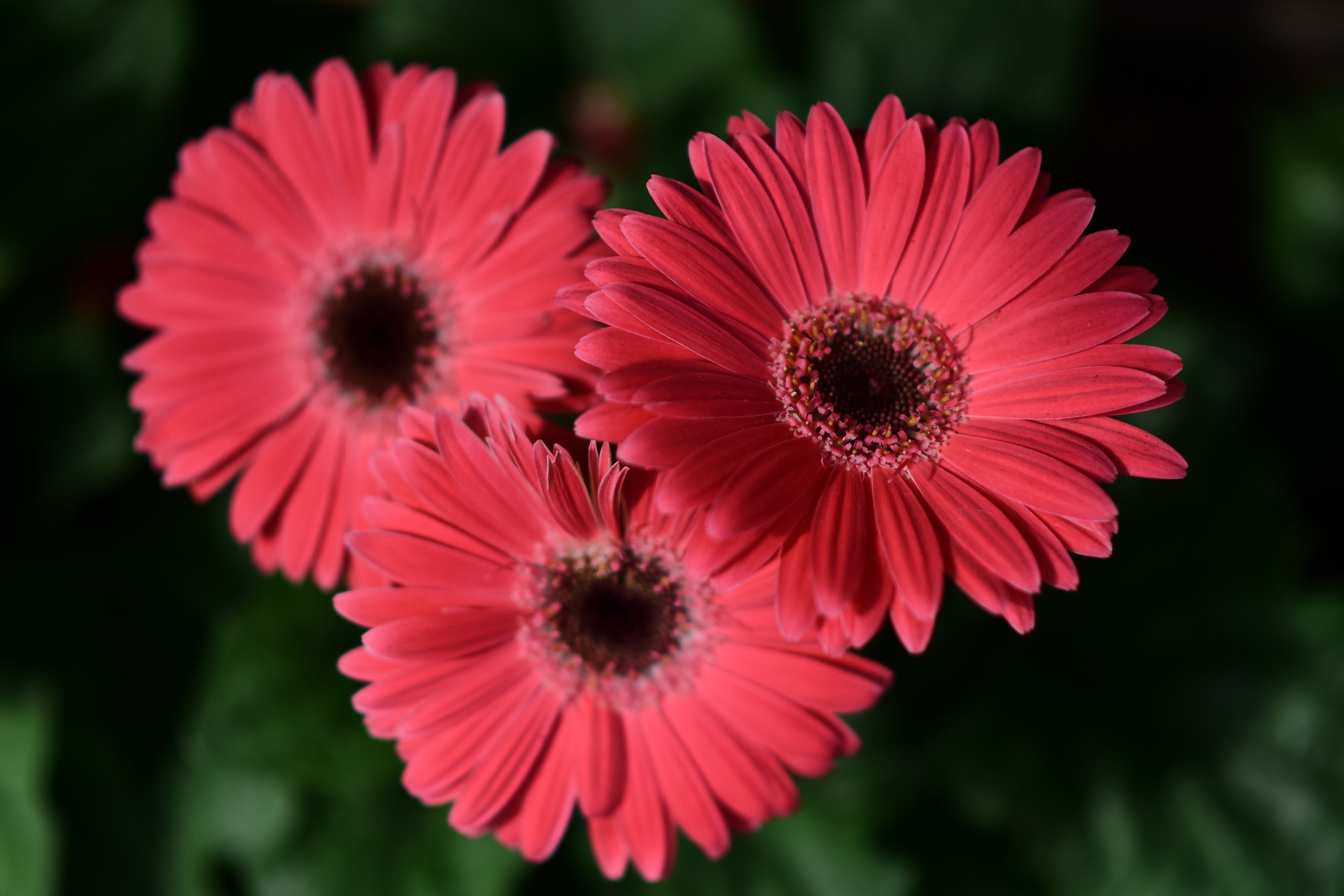 Bright Pink Gerbera Daisies in Full Bloom · Free Stock Photo