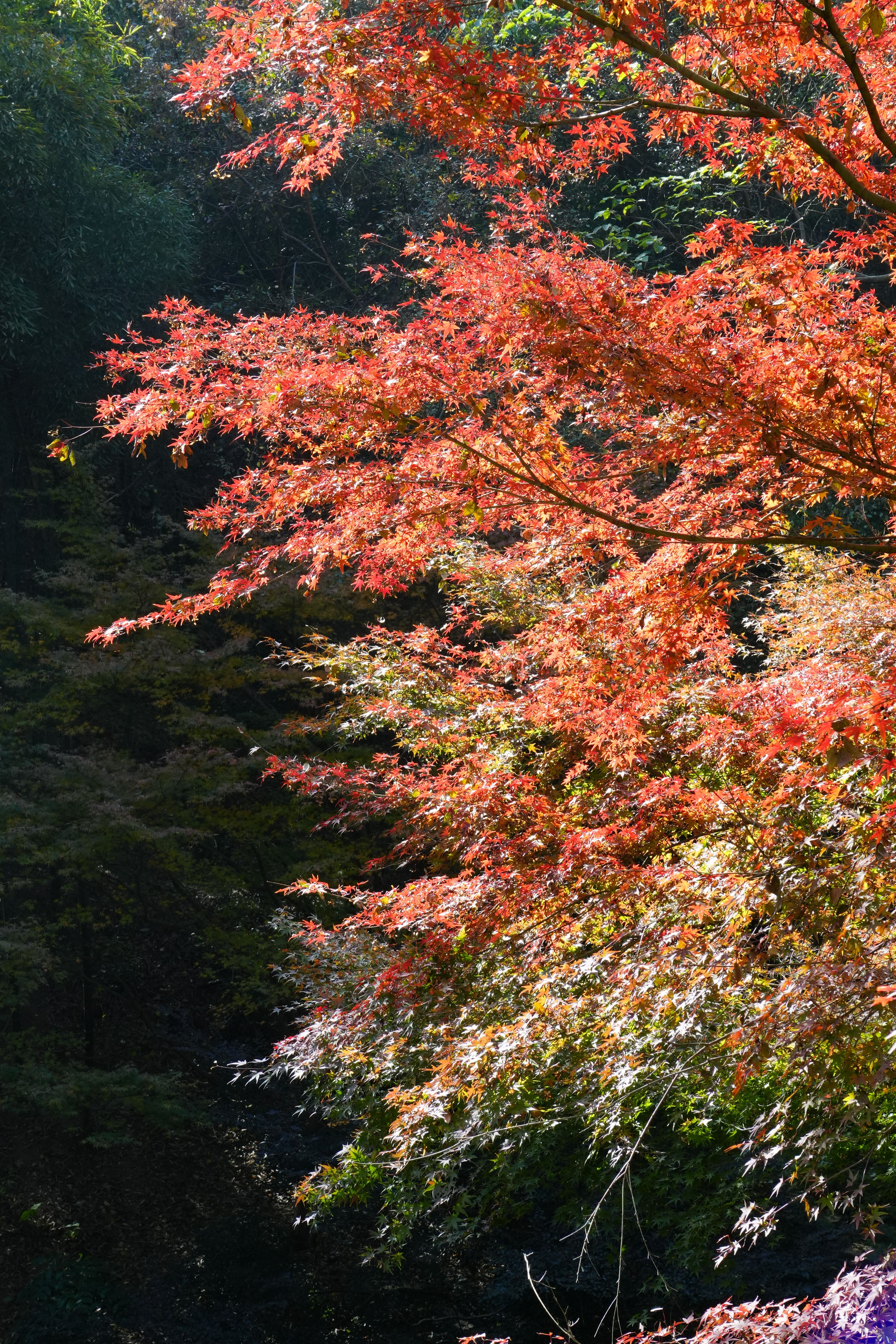 Vibrant Autumn Maple Tree in Sunlight · Free Stock Photo