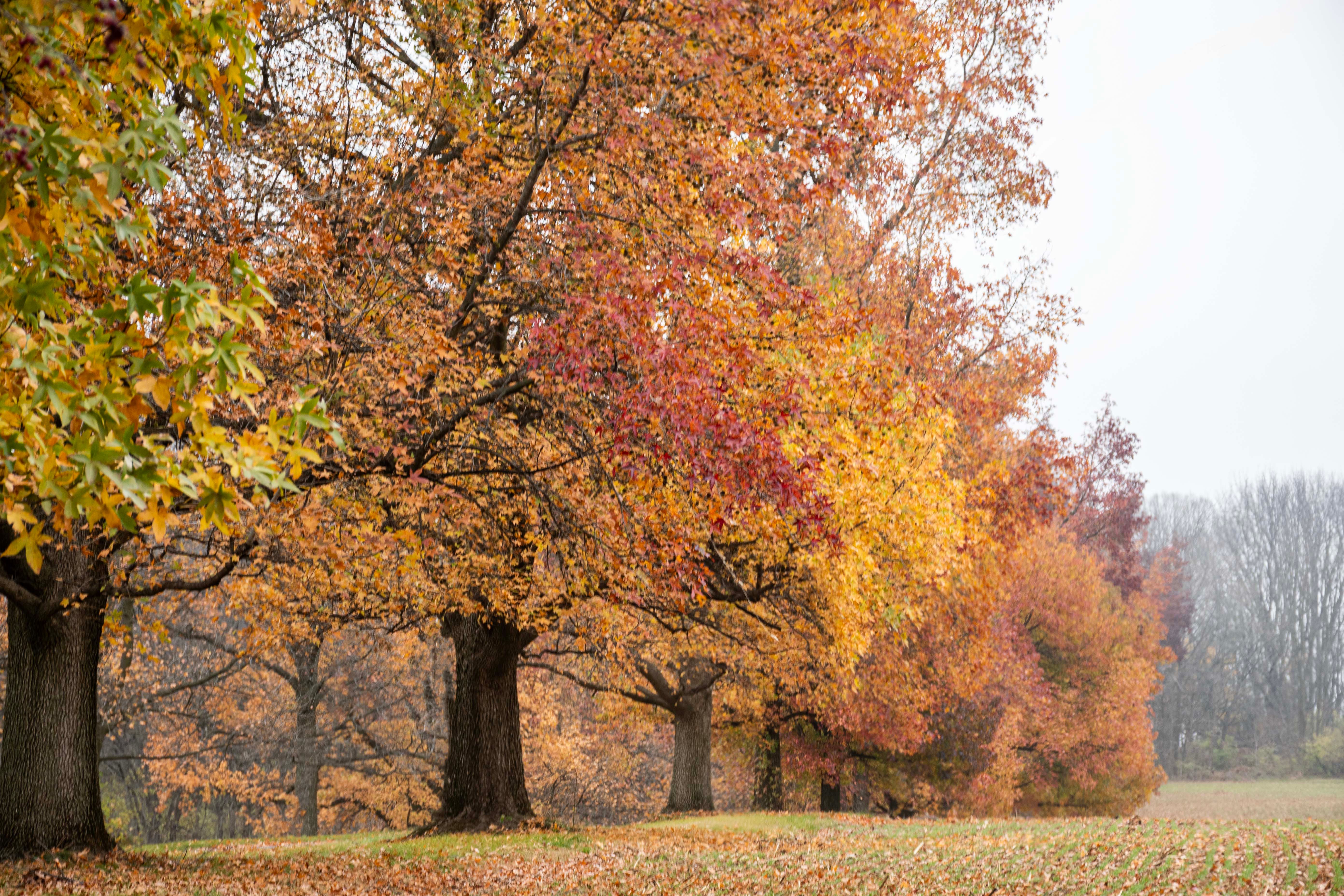 Autumn Trees Landscape Photos, Download The BEST Free Autumn Trees ...
