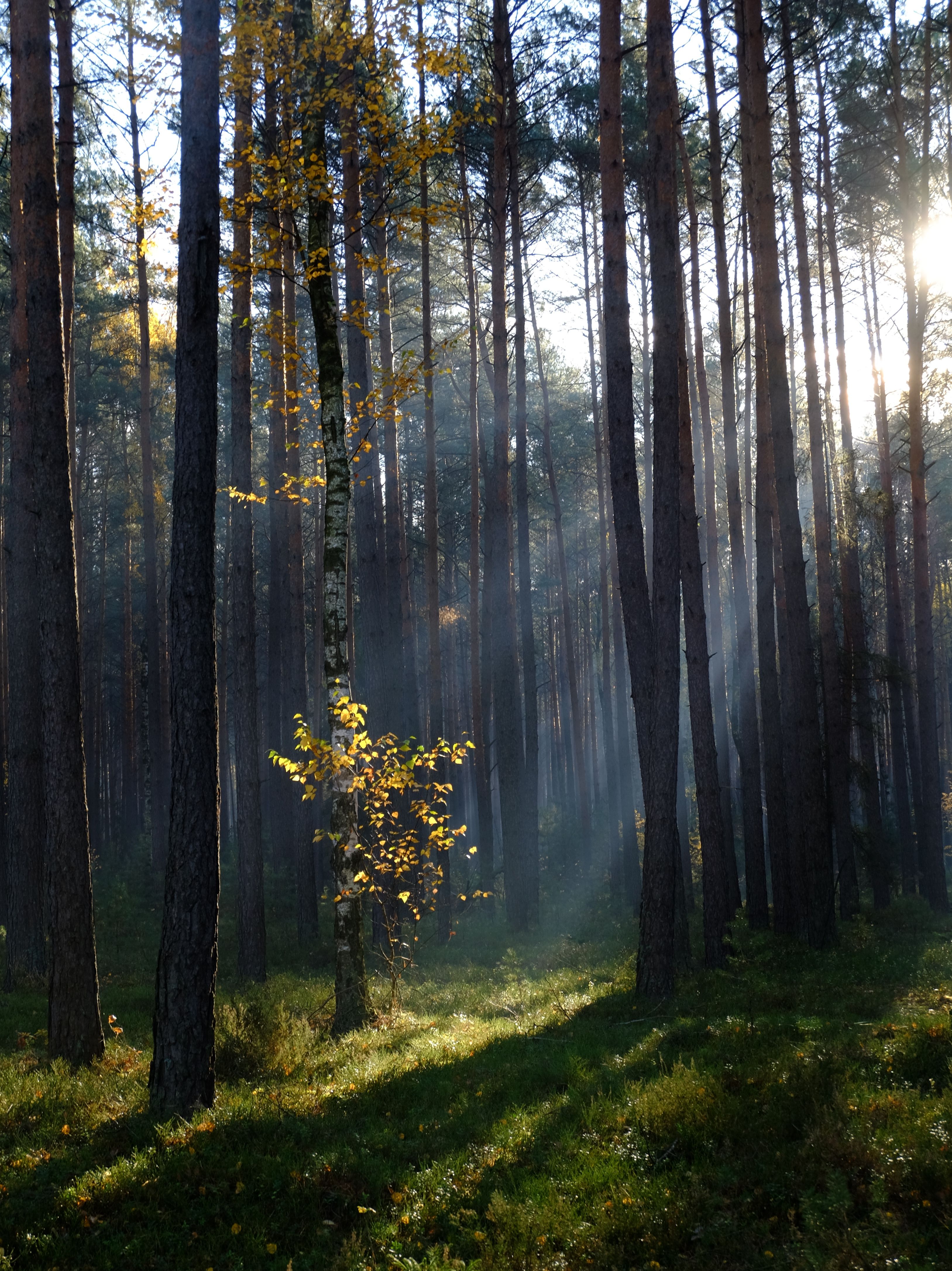 Captivating Forest Photos, Download The BEST Free Captivating Forest ...