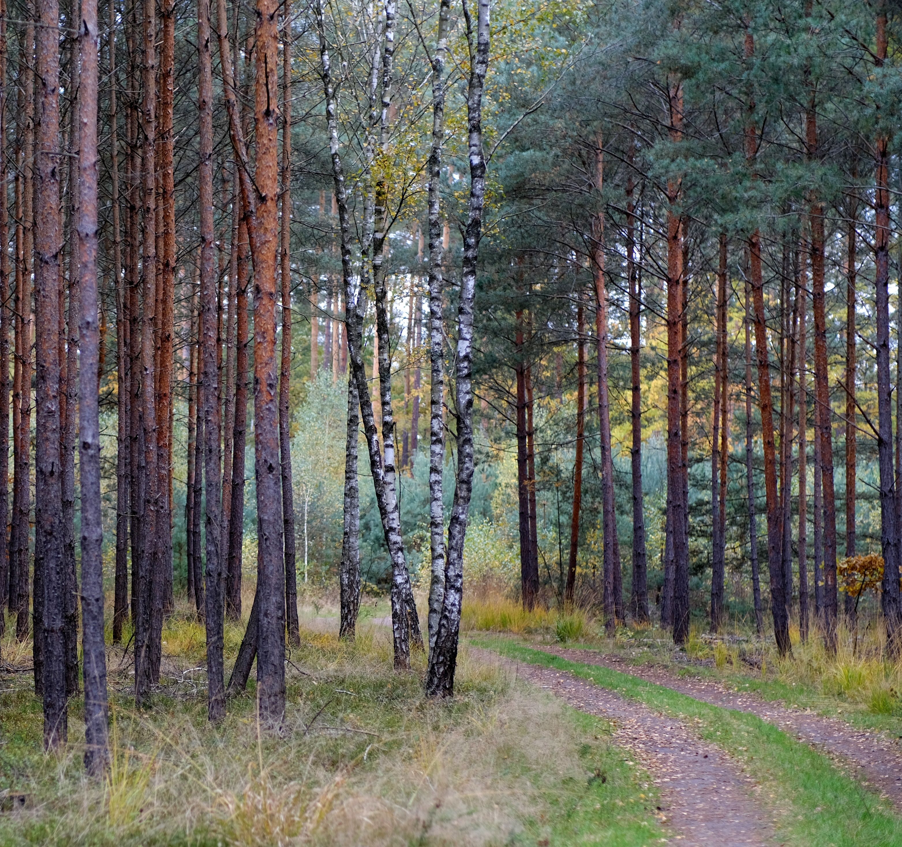 Serene Forest Path with Birch and Pine Trees · Free Stock Photo