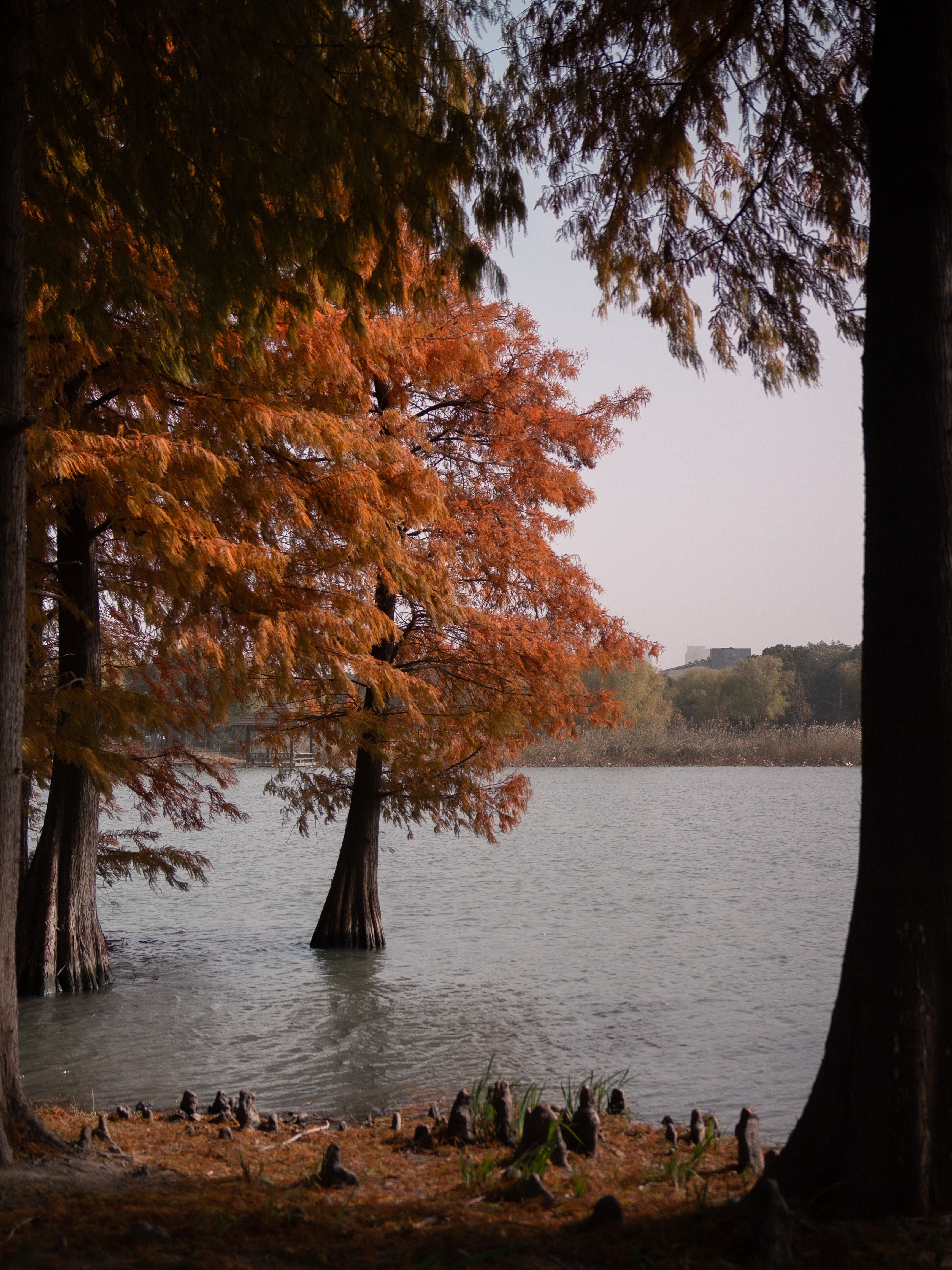 Autumn Bald Cypress Trees by Tranquil Lake · Free Stock Photo