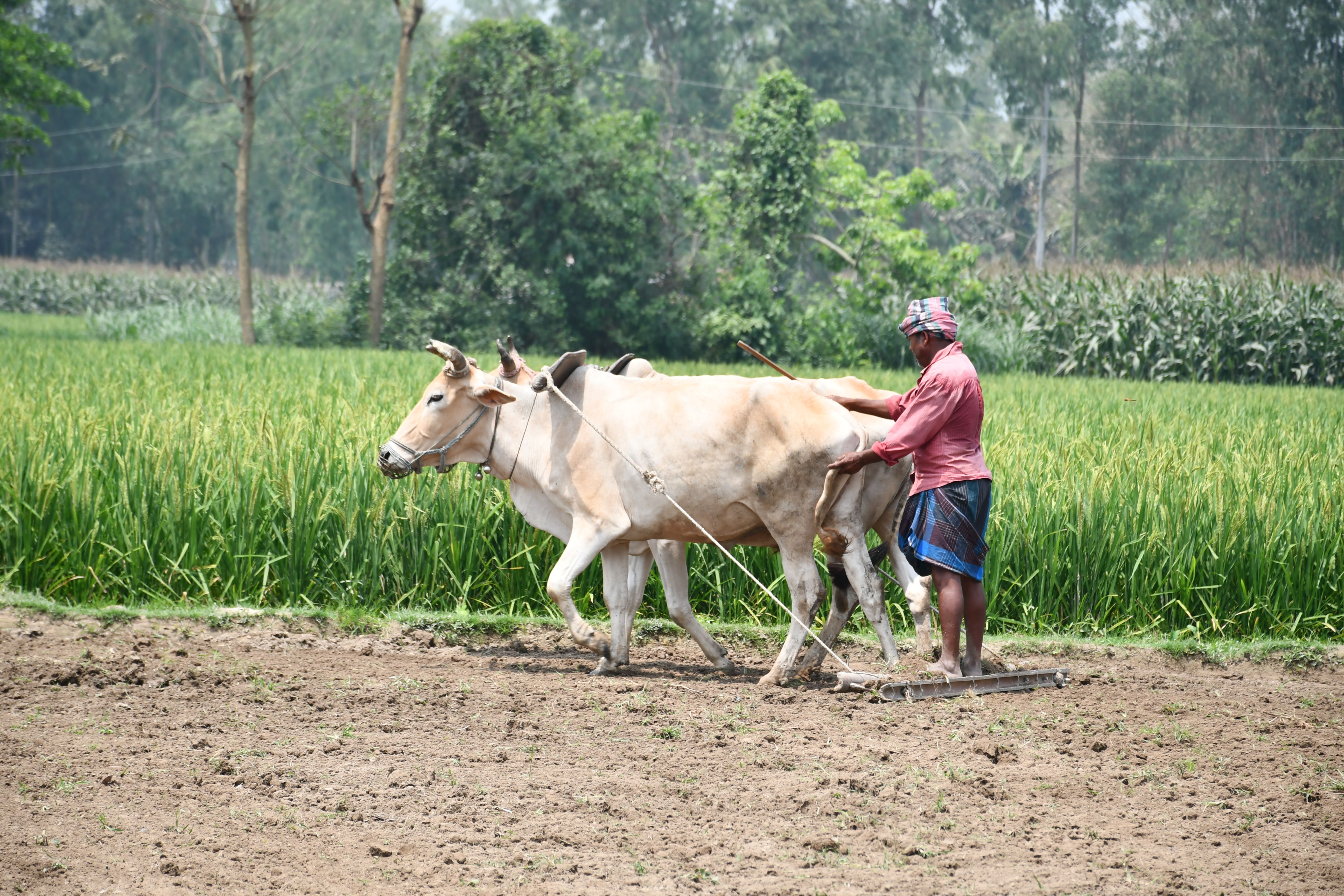 Traditional Farming Scene with Oxen and Farmer · Free Stock Photo