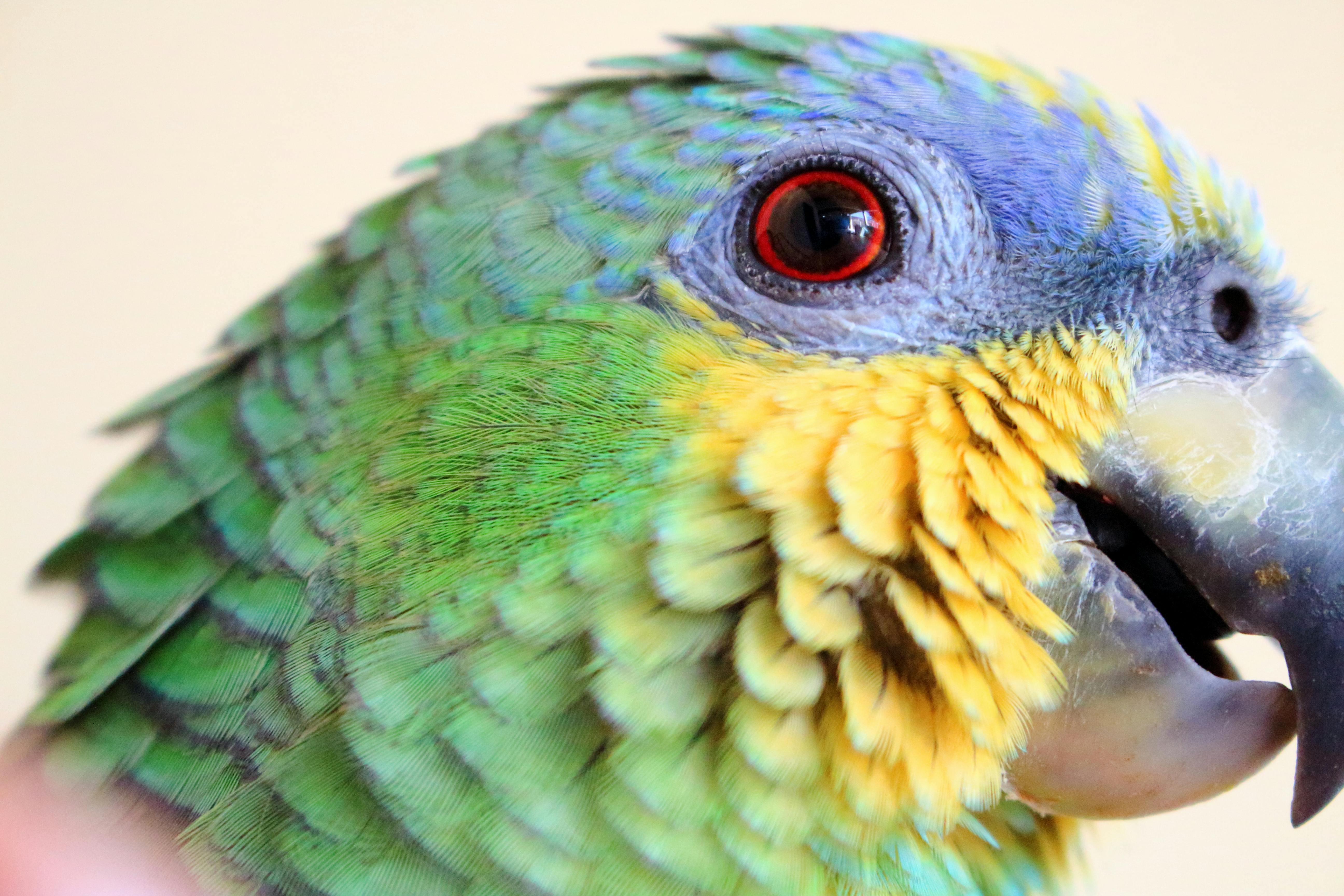 Close up of Parrot Head · Free Stock Photo