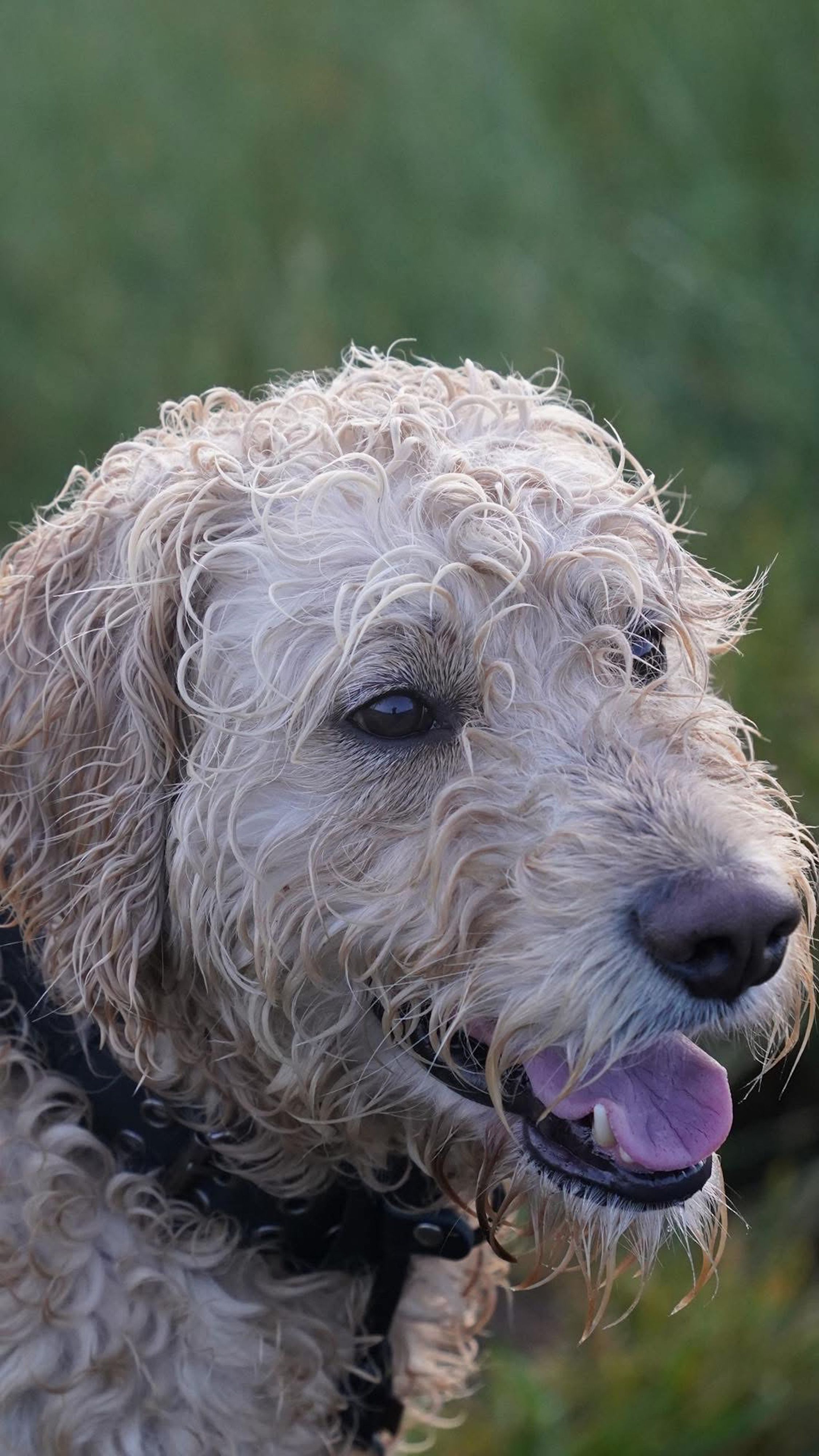 Close-up of a Happy Labradoodle in Belfast · Free Stock Photo