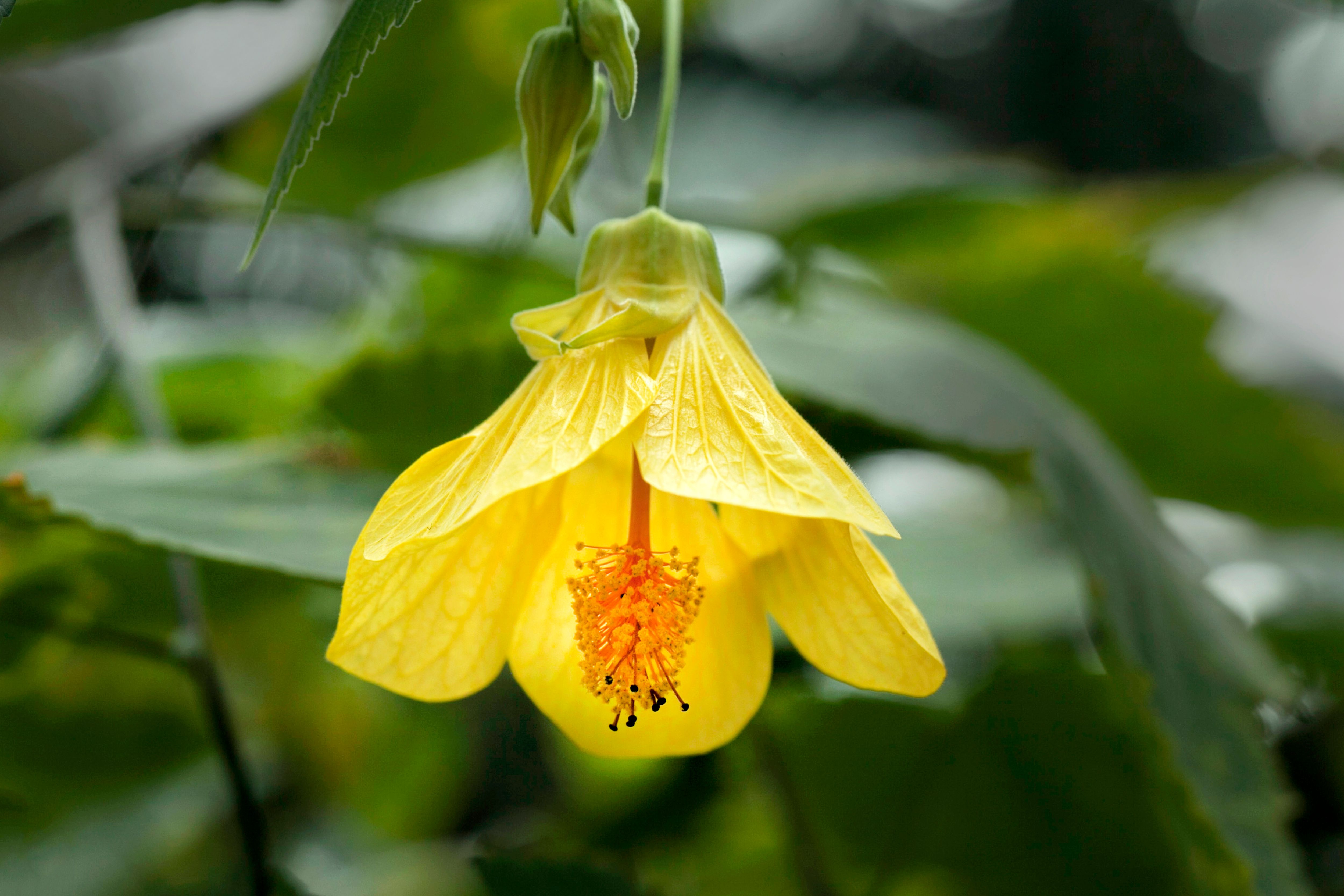 Close-up of Yellow Abutilon Flower in Bloom · Free Stock Photo
