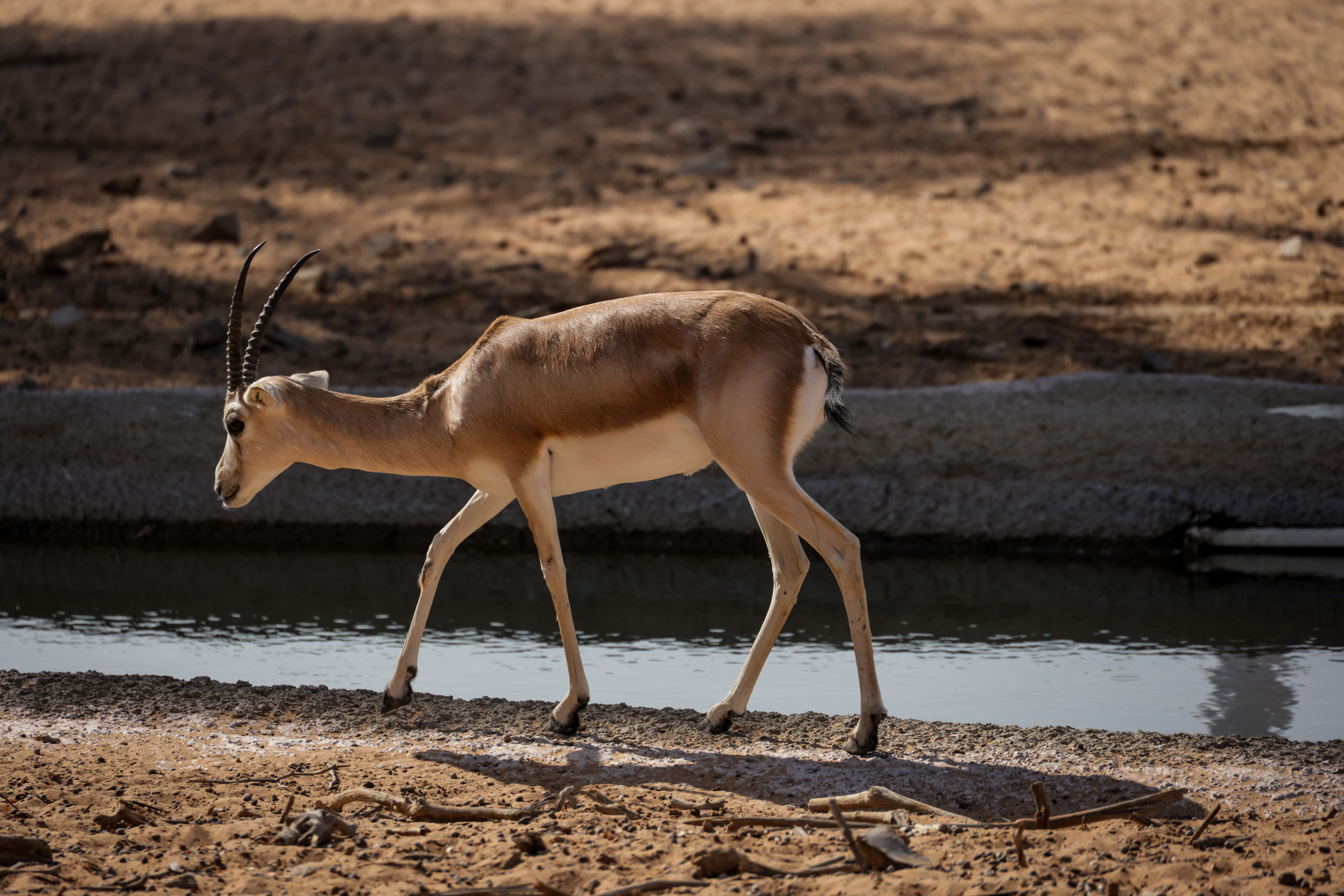 Saiga Tatarica Photos, Download The BEST Free Saiga Tatarica Stock ...