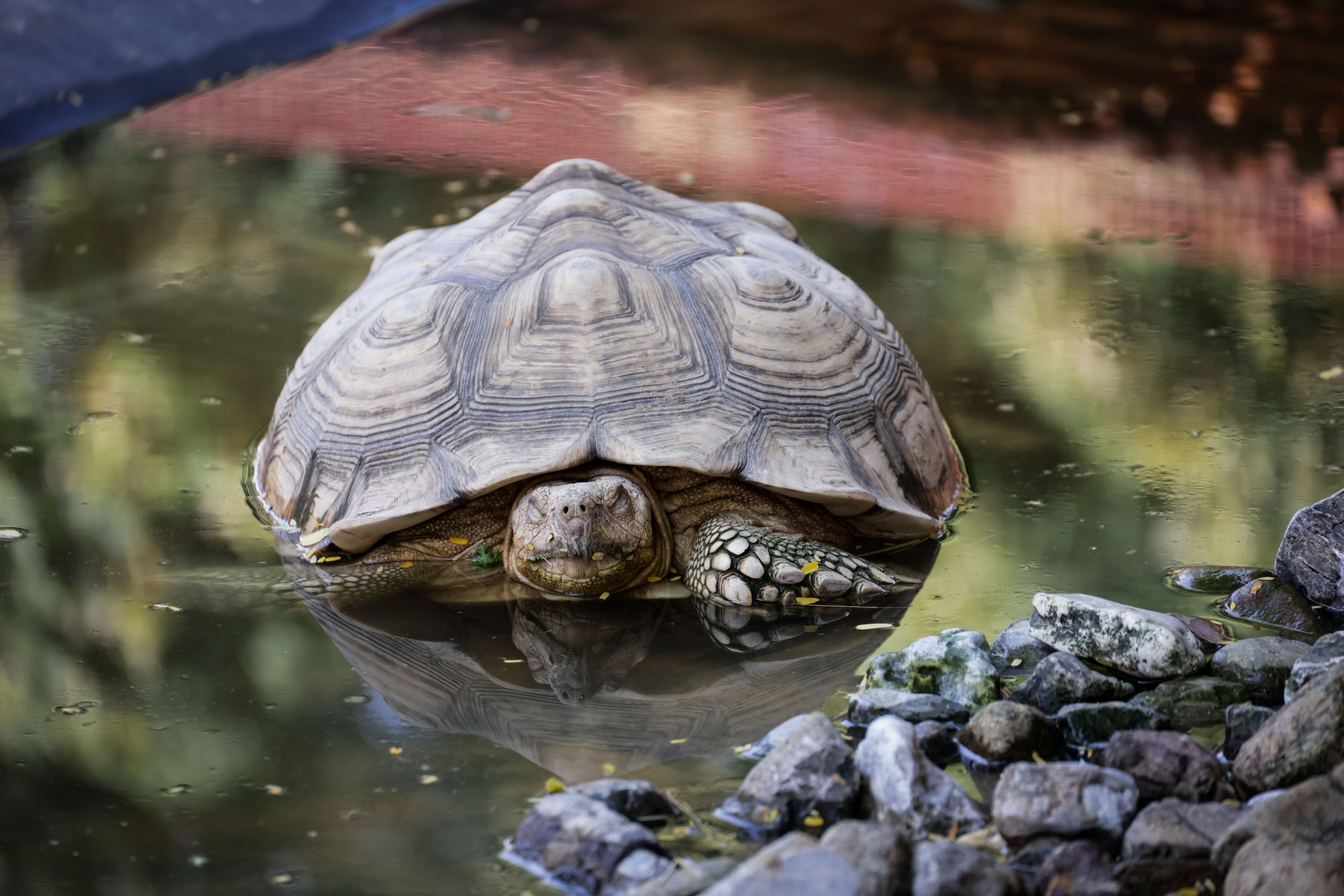 Kung+Fu+Turtles Photos, Download The BEST Free Kung+Fu+Turtles Stock ...