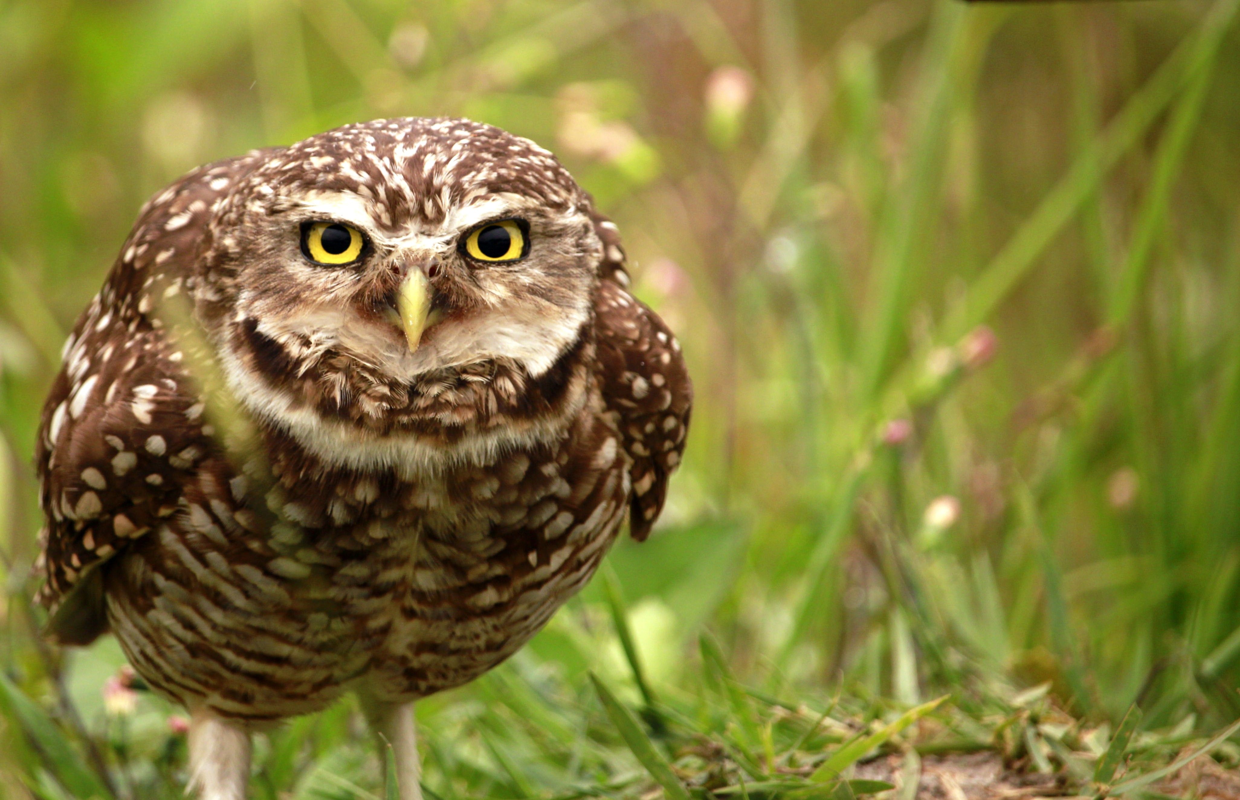 Burrowing Owl in its Natural Habitat in Brazil · Free Stock Photo