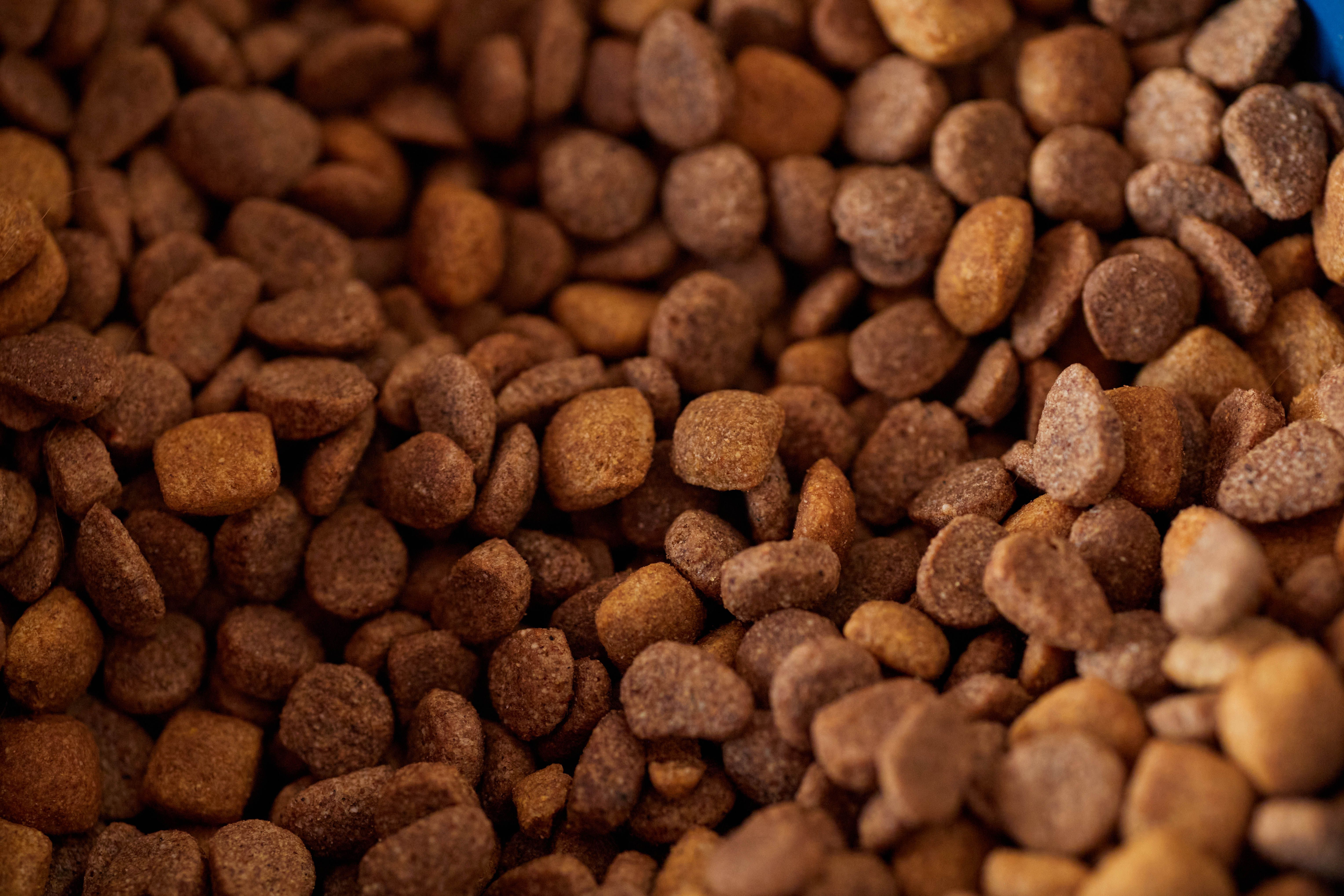 Close-up of Dry Dog Food Kibble Texture · Free Stock Photo