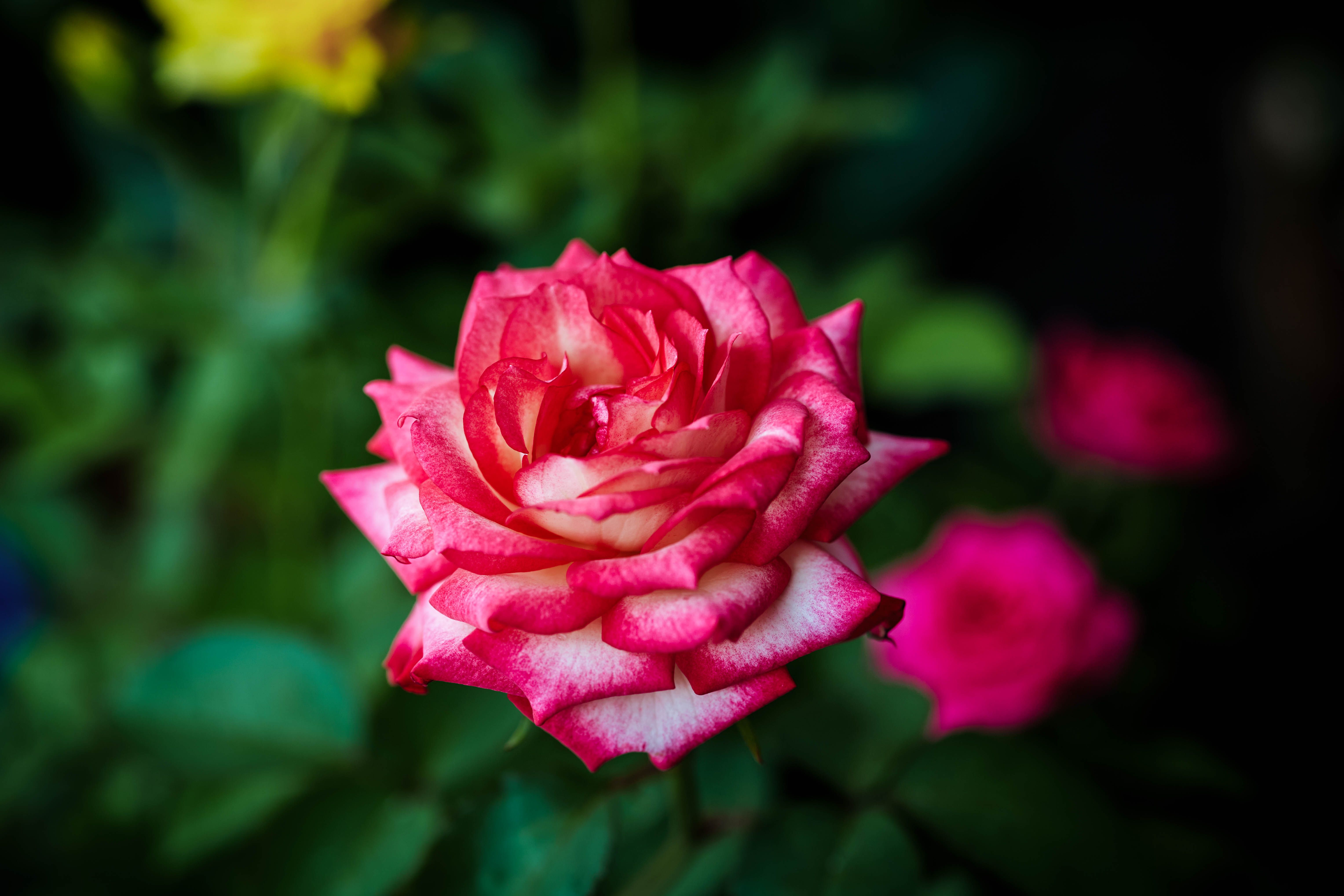 Vibrant Pink Rose Bloom in Lush Garden · Free Stock Photo