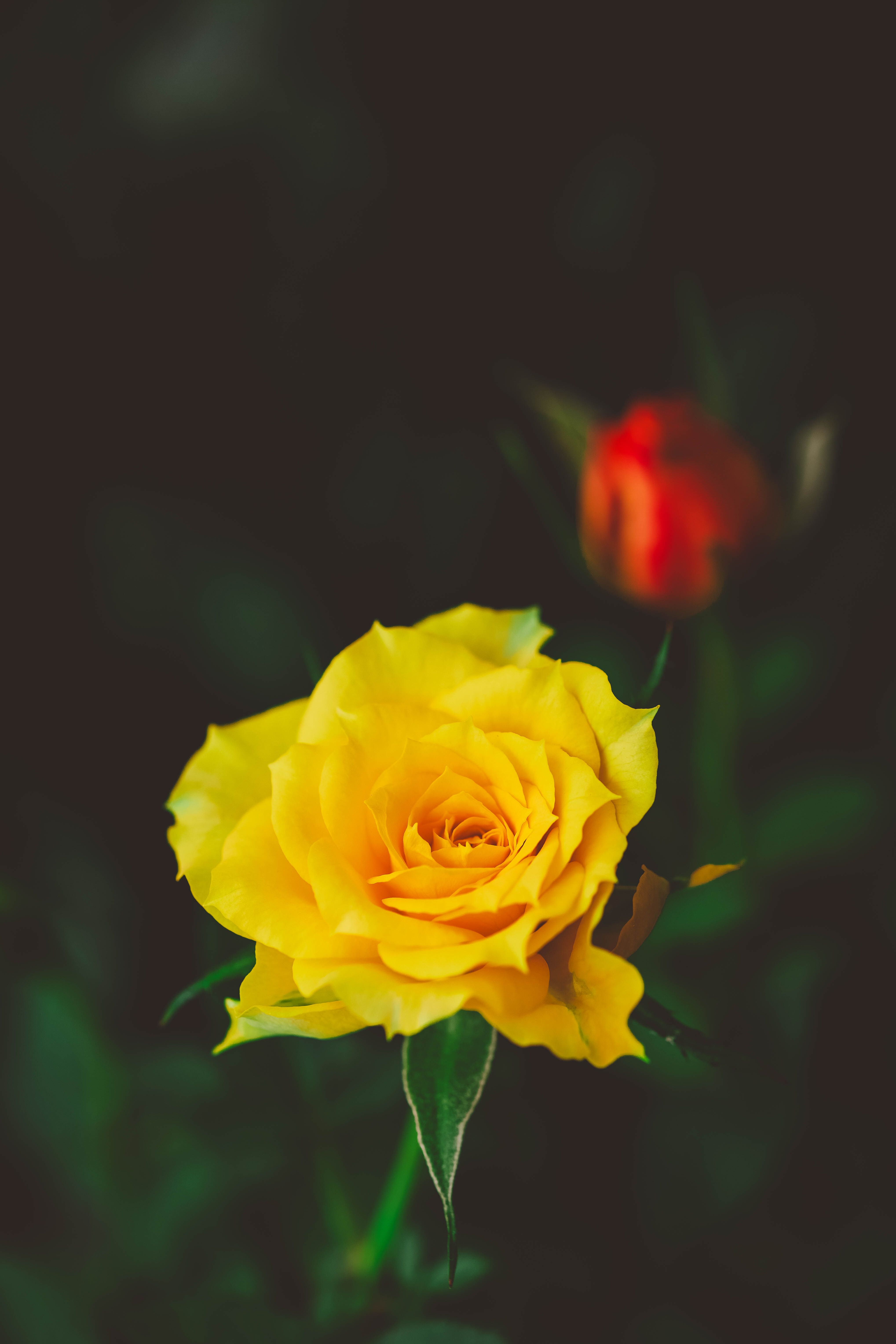 Rose Gold Resign Photos, Download The BEST Free Rose Gold Resign Stock ...