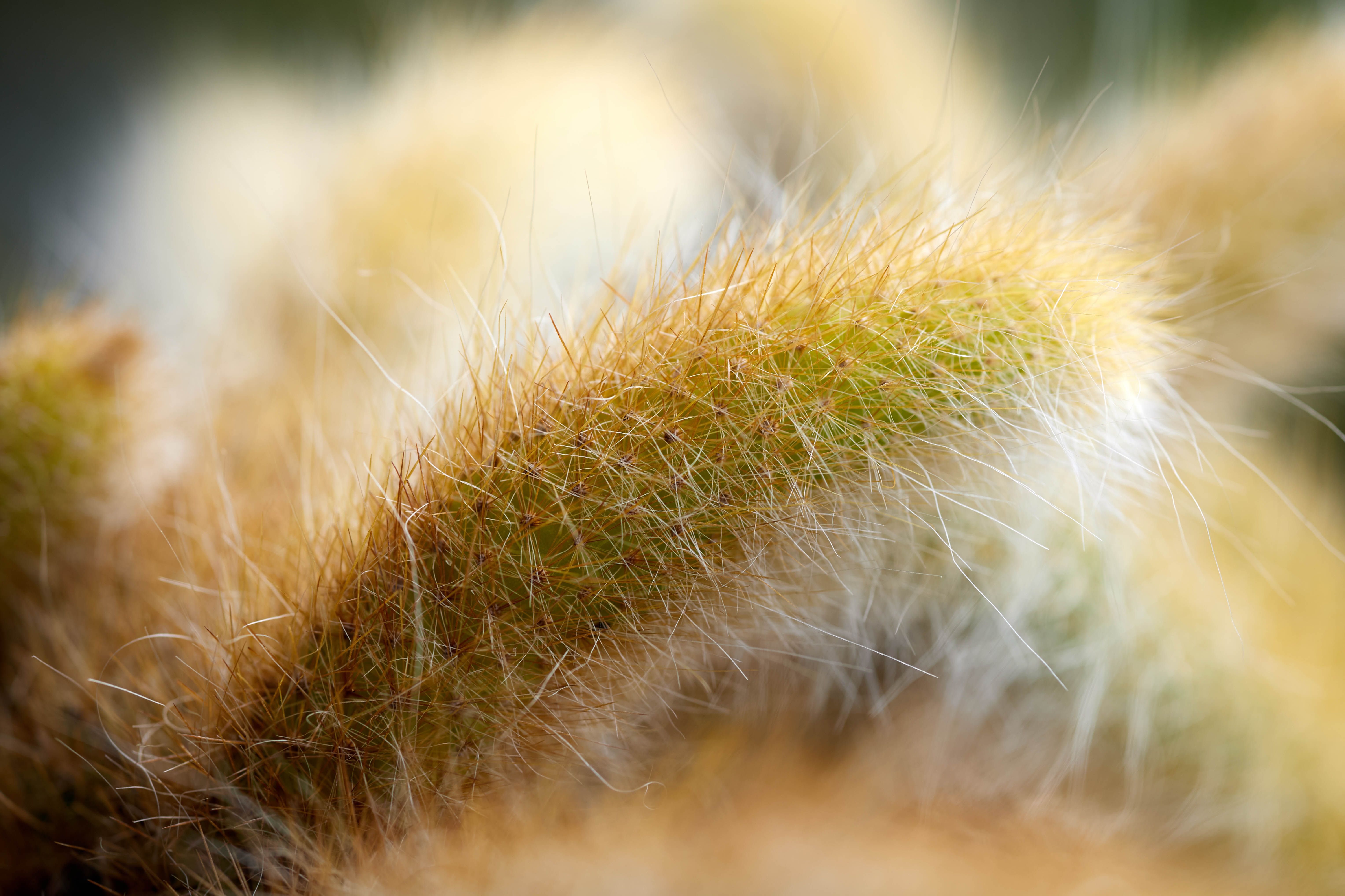 Close-Up of Fuzzy Cactus Spines · Free Stock Photo