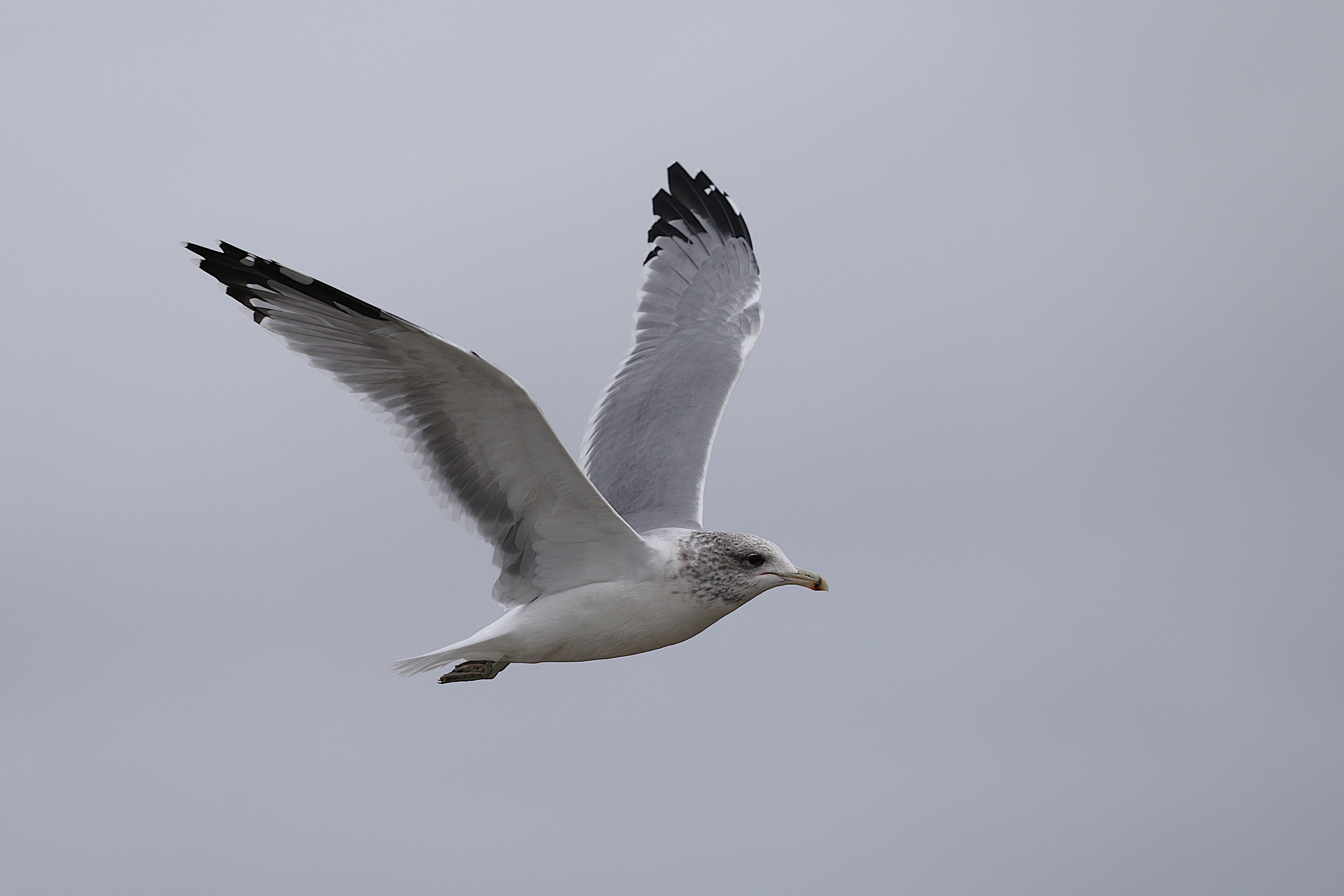 Sea Bird Photos, Download The BEST Free Sea Bird Stock Photos & HD Images