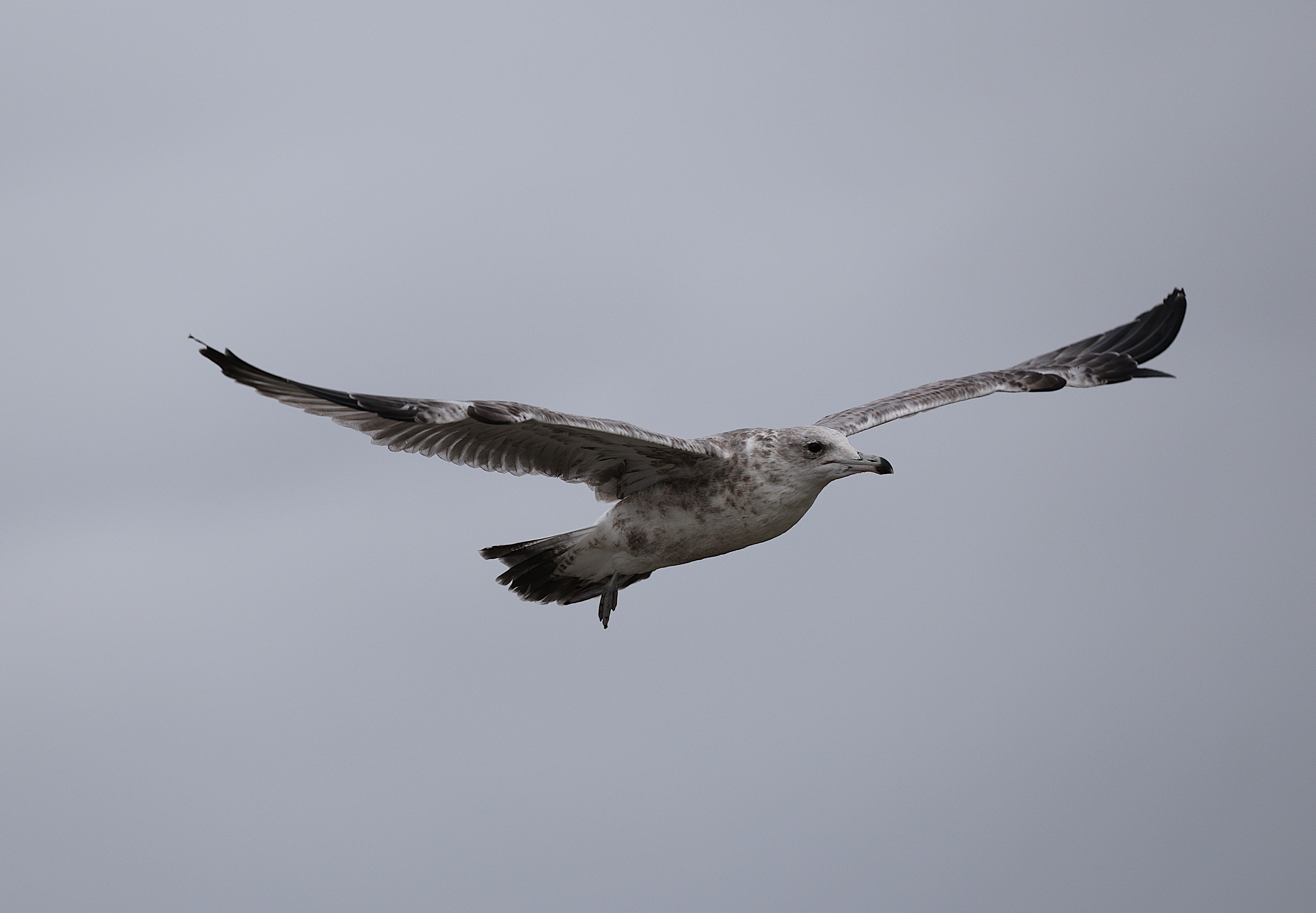 Sea Bird Photos, Download The BEST Free Sea Bird Stock Photos & HD Images