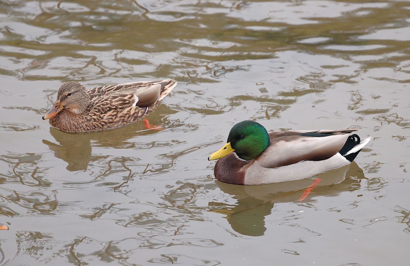 Mallard Duck Pictures Photos, Download The BEST Free Mallard Duck ...
