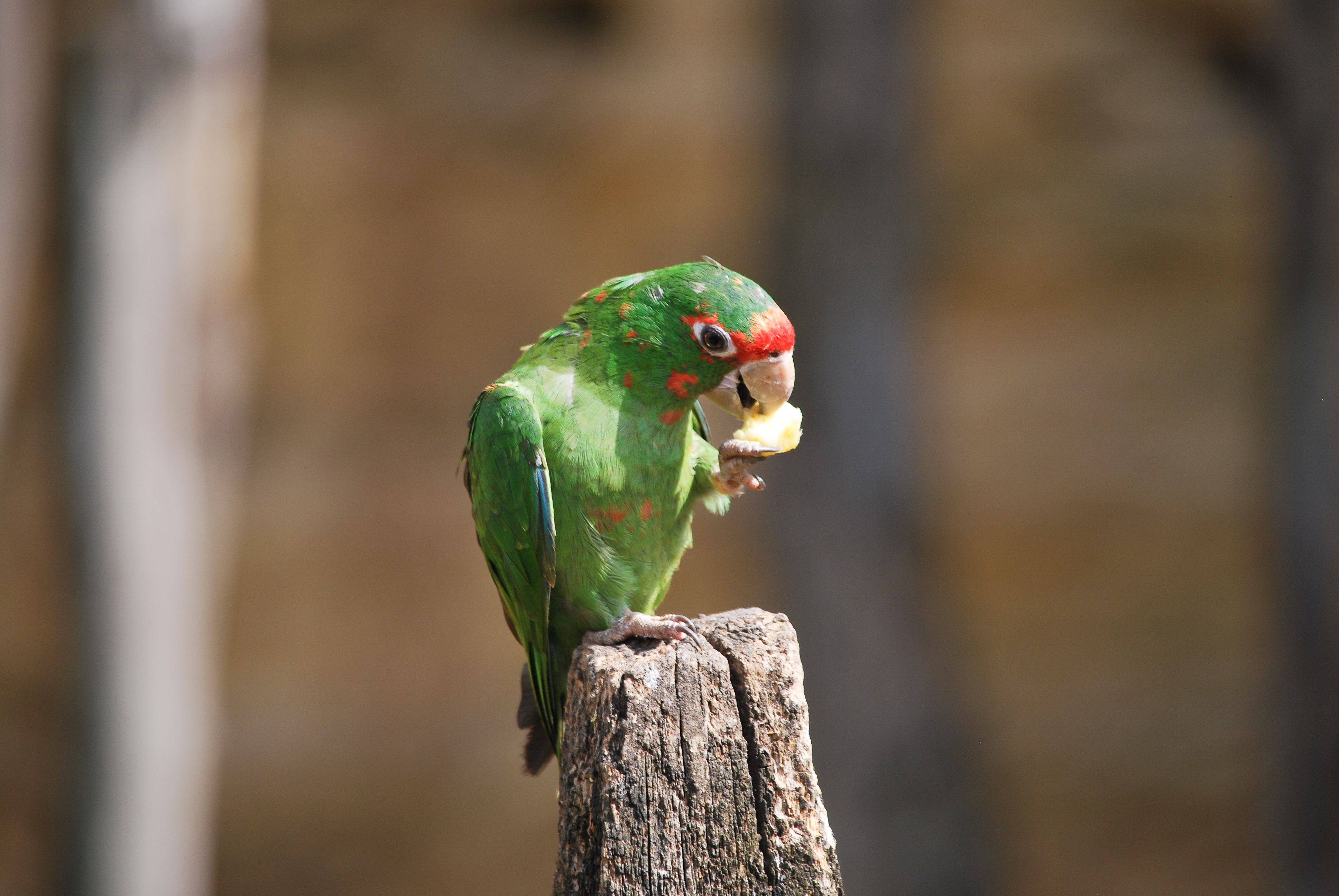 Bright Green Parrot Eating on a Tree Stump · Free Stock Photo