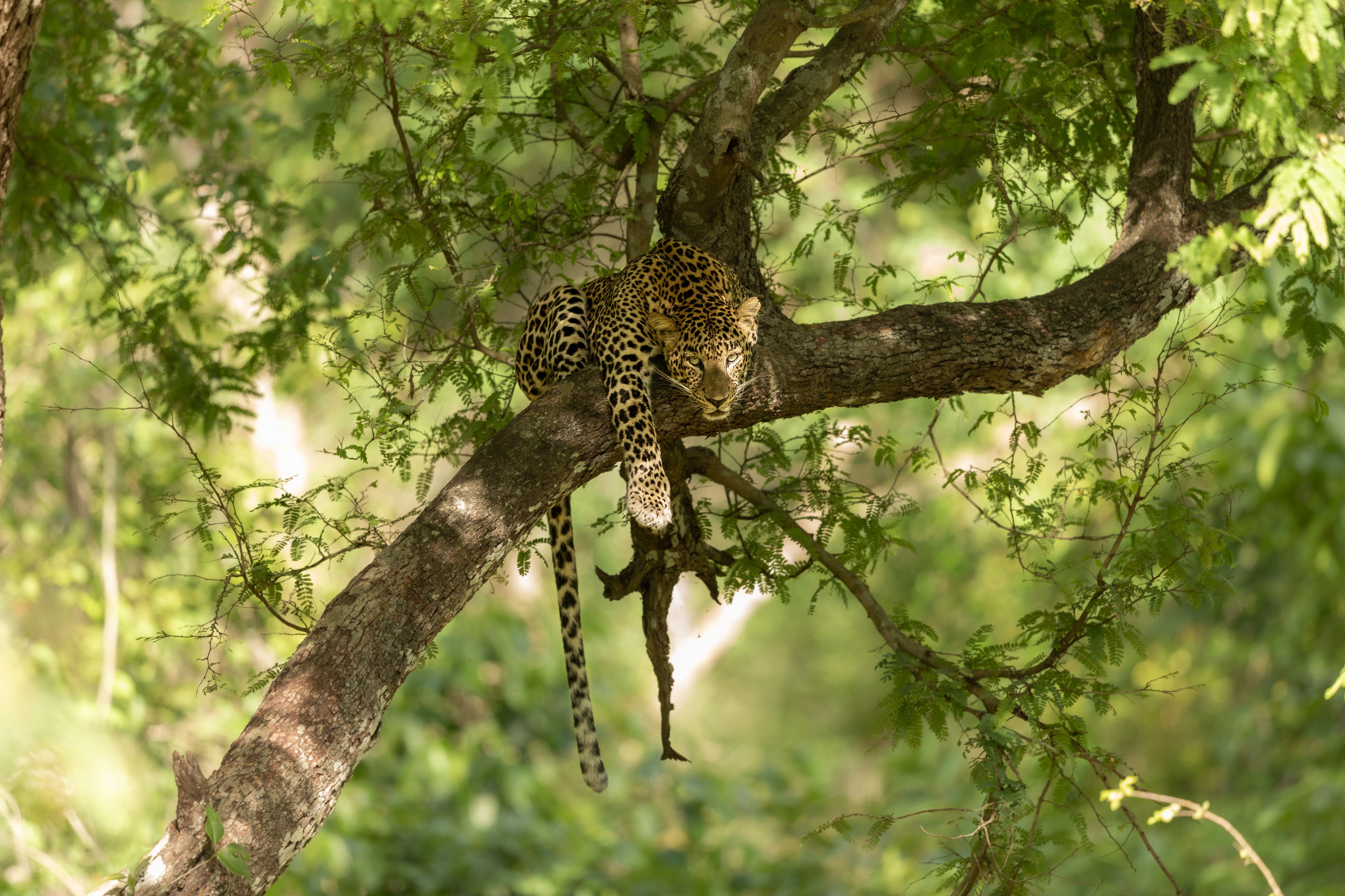 Leopard Resting on Tree in Masai Mara Reserve · Free Stock Photo