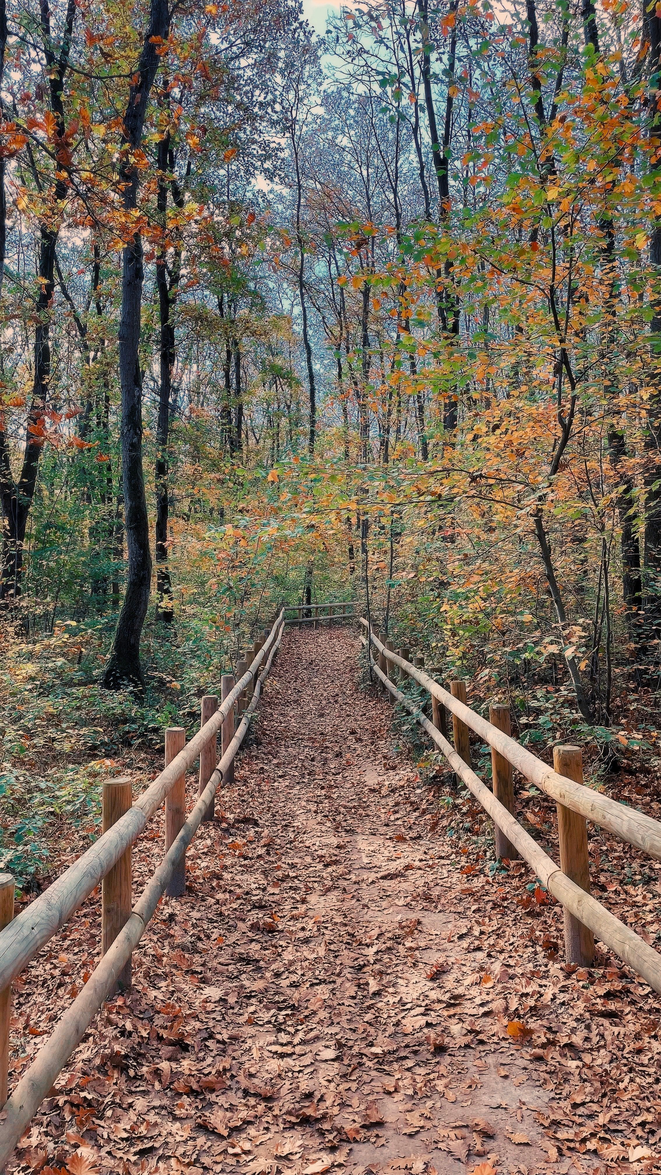 Scenic Autumn Forest Pathway with Wooden Fencing · Free Stock Photo