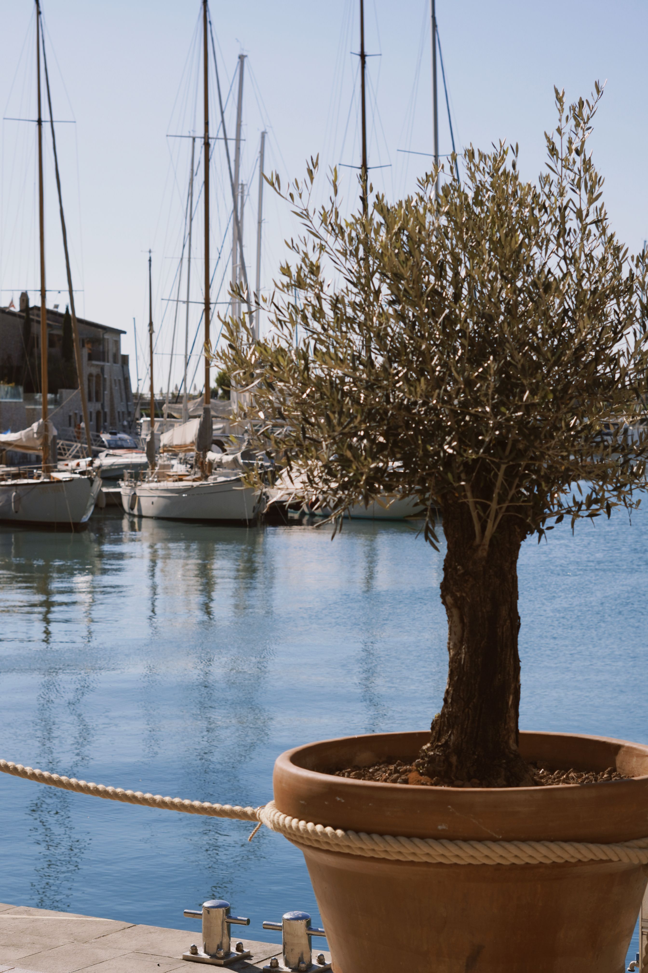 Potted Olive Tree by Marina with Sailing Boats · Free Stock Photo