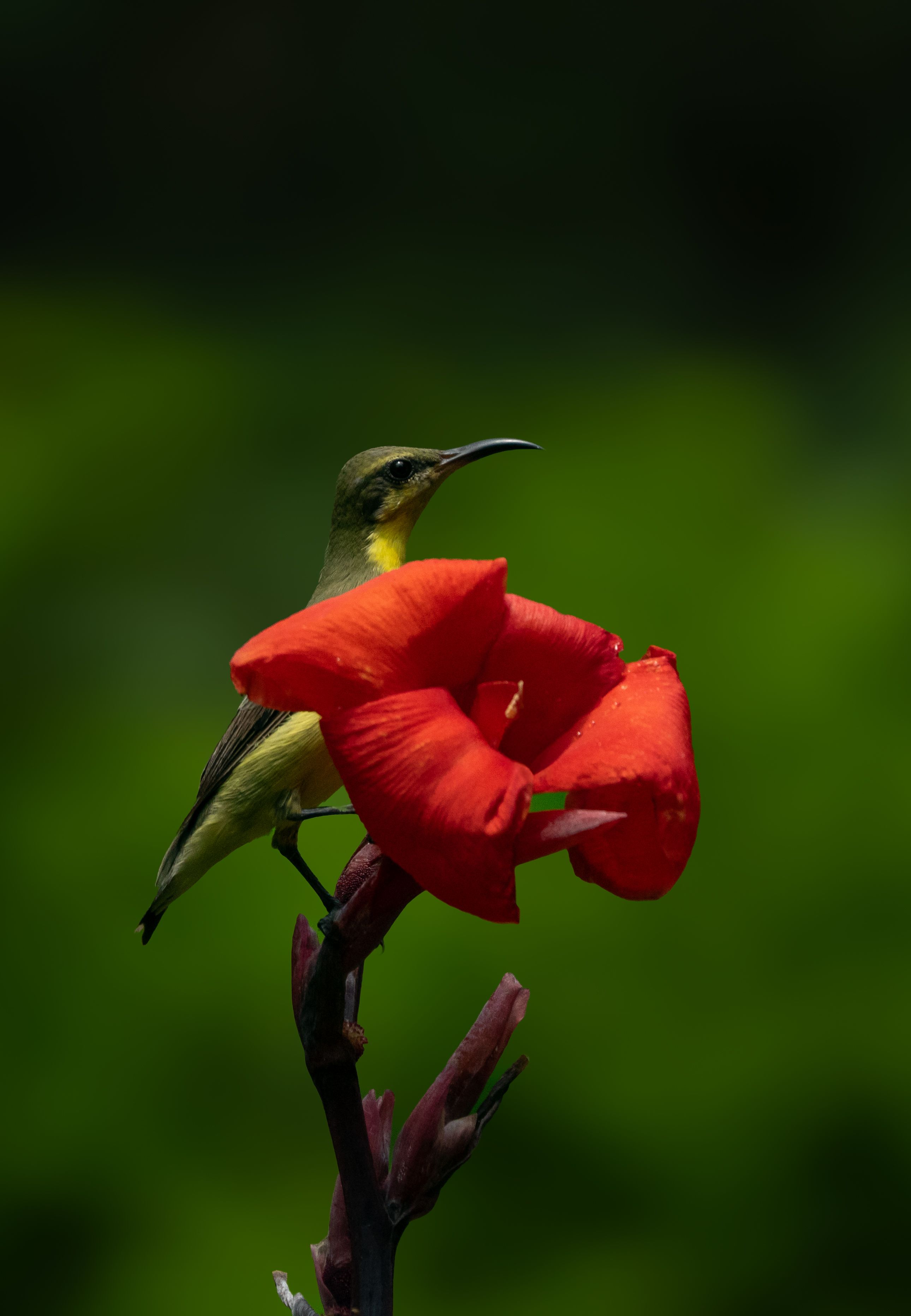Beautiful Hummingbird Feeding on Vibrant Red Flower · Free Stock Photo