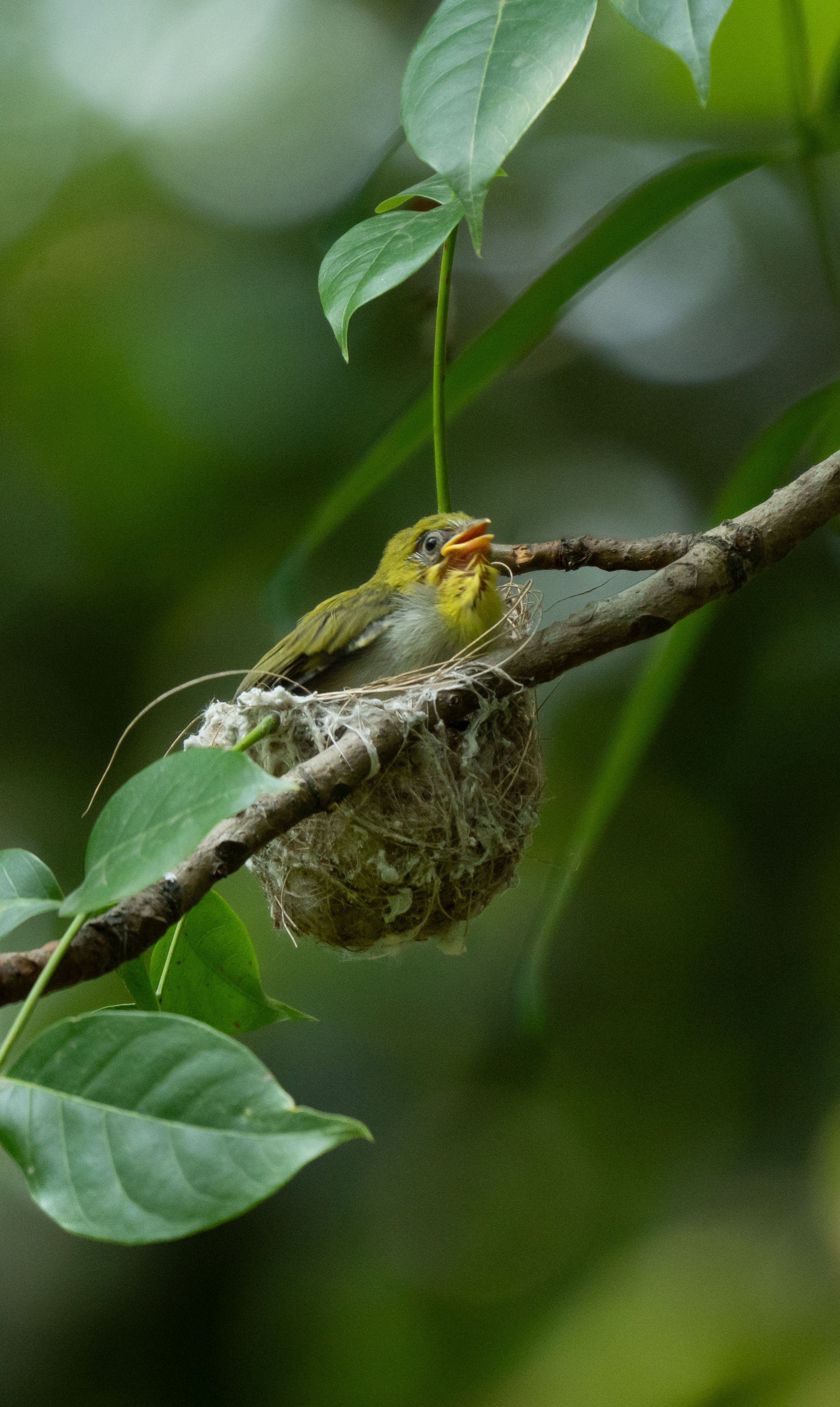 Yellow Bird Nesting on Branch in Lush Foliage · Free Stock Photo