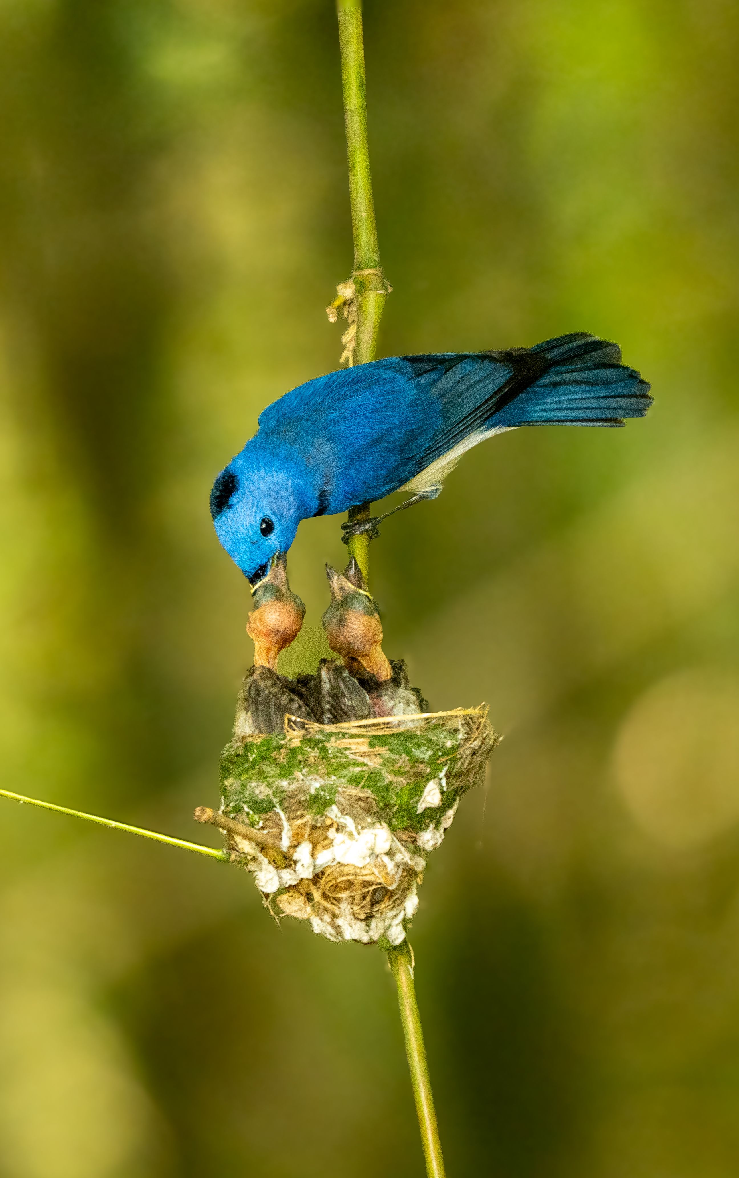 Blue Bird Feeding Chicks in Nest on Branch · Free Stock Photo