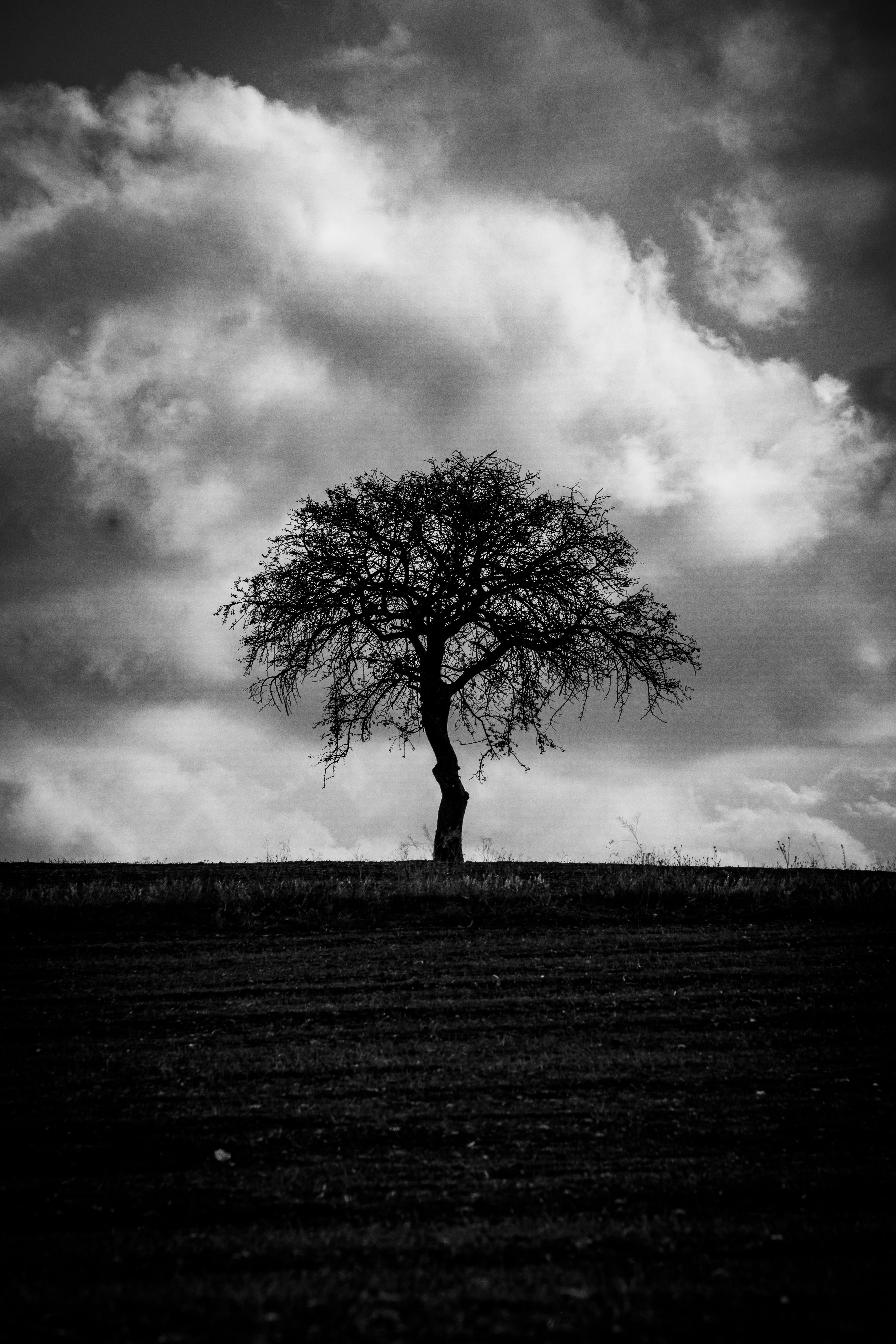Black and White Lone Tree Against Dramatic Sky · Free Stock Photo