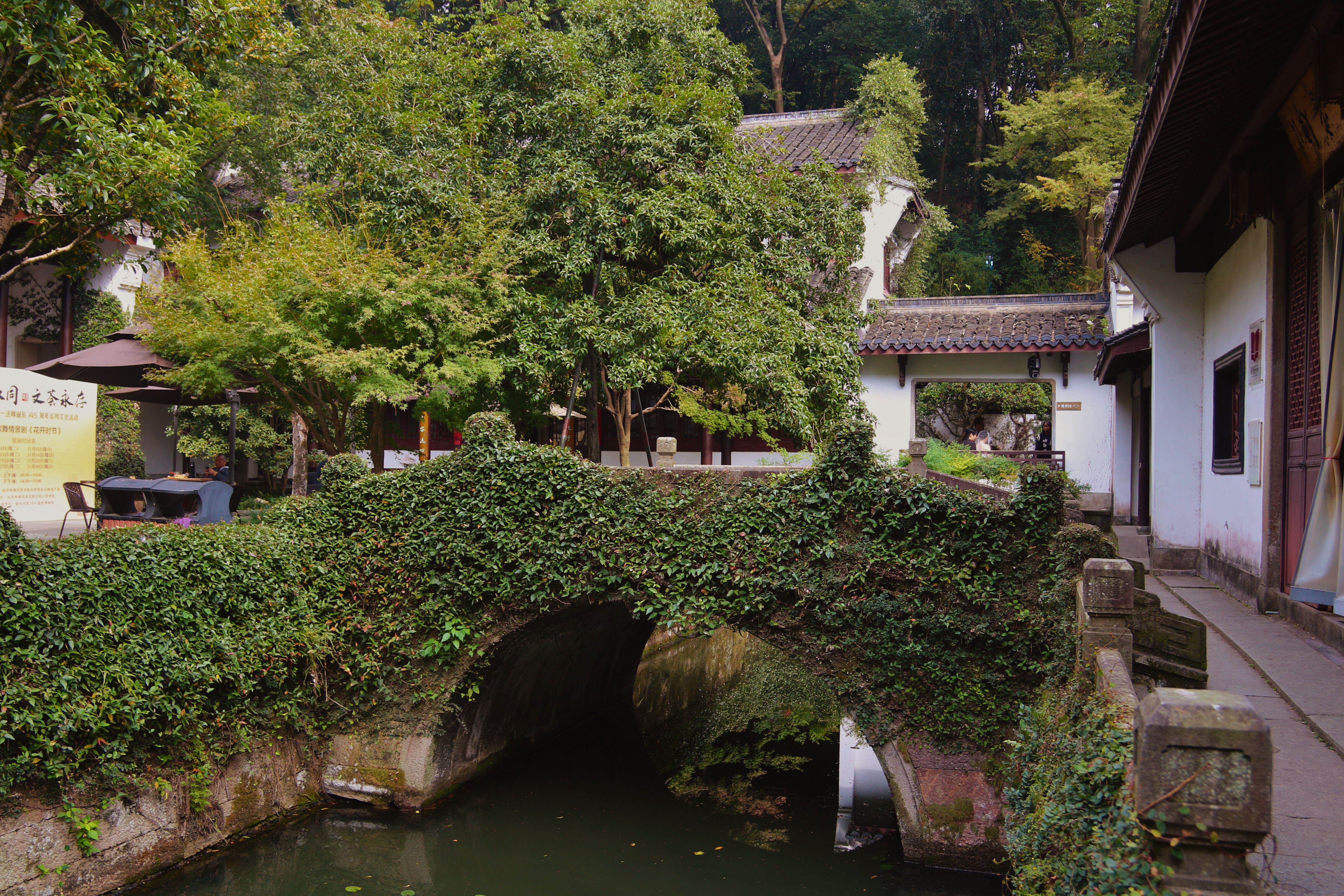 Lush Greenery at Hupao Park, Hangzhou, China · Free Stock Photo