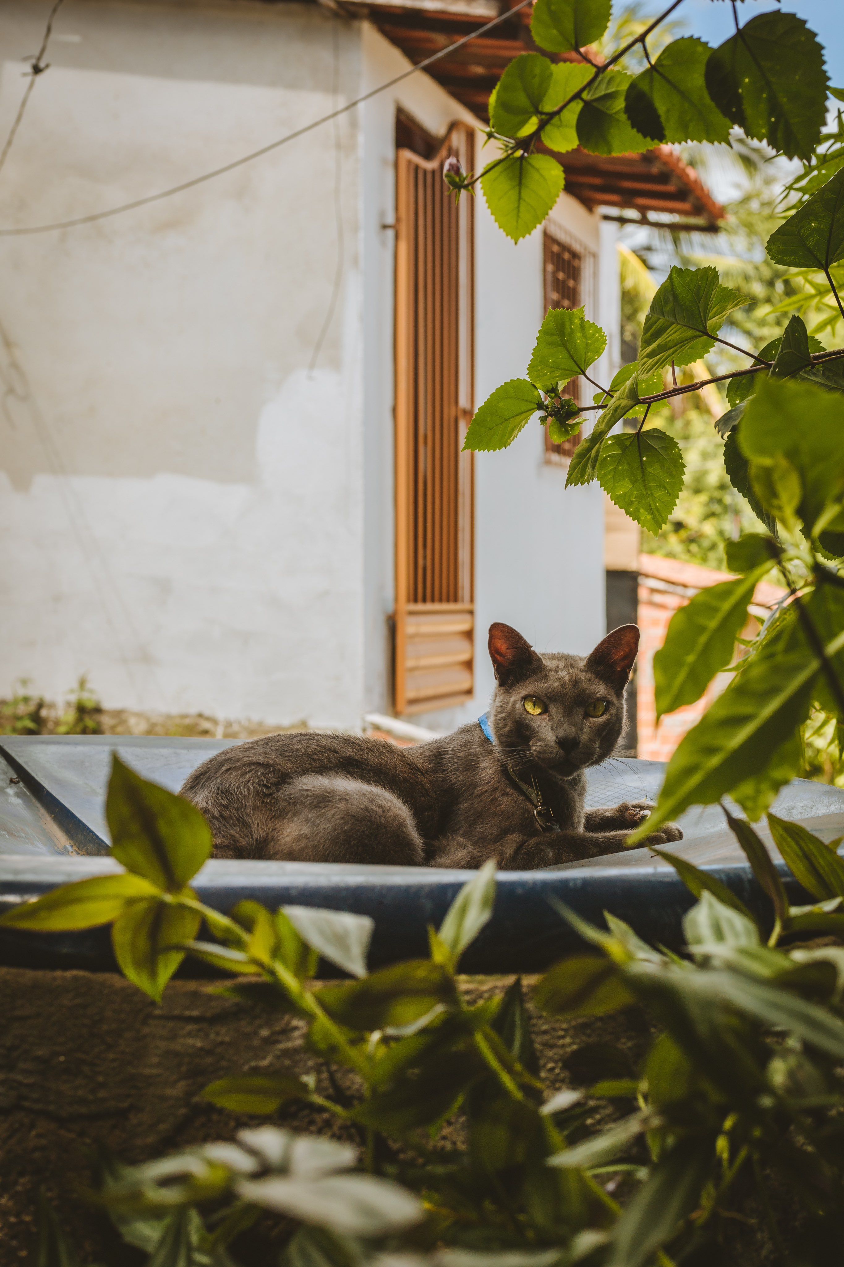 Gray Cat Relaxing Outdoors Amid Lush Greenery · Free Stock Photo