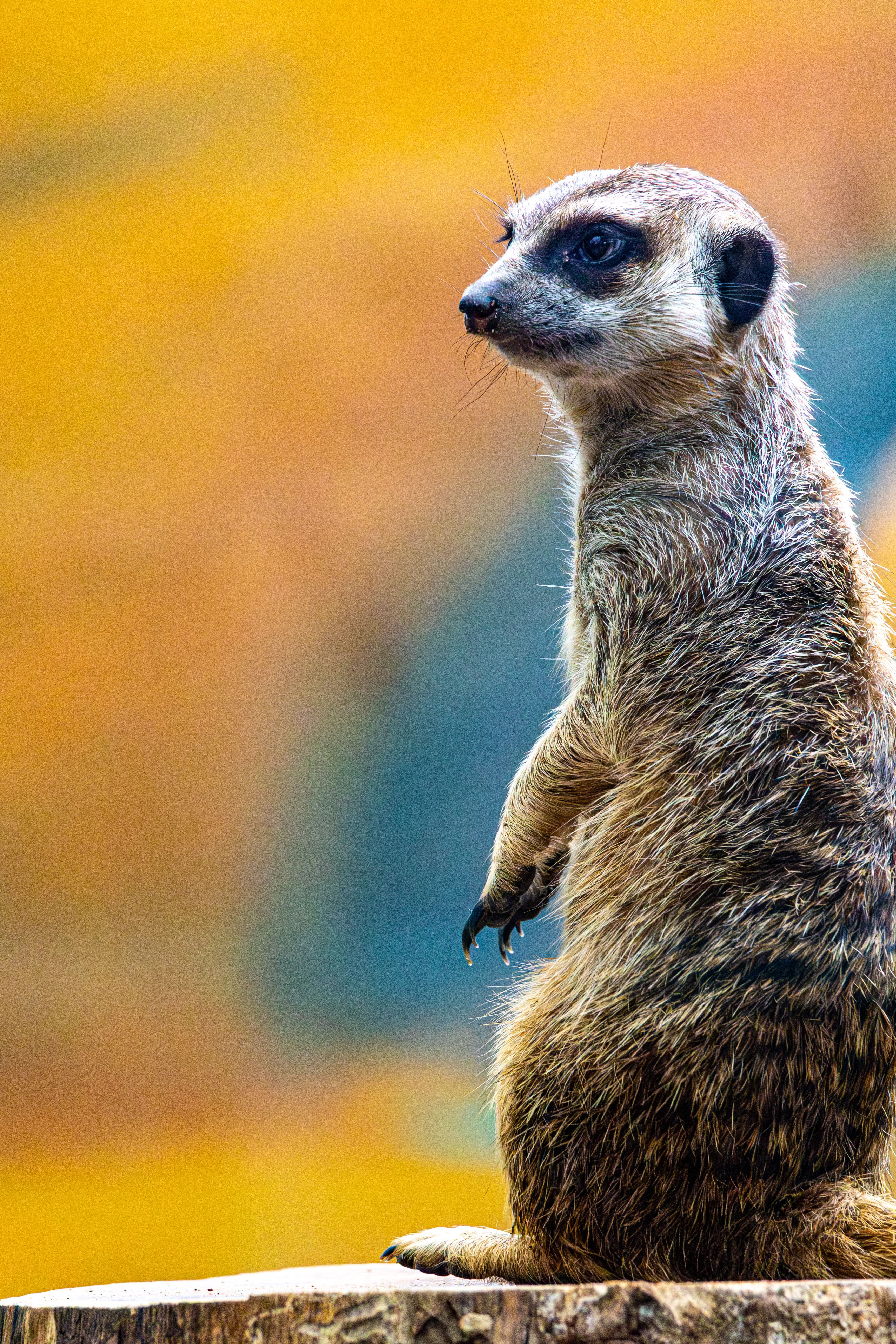Close-up of Meerkat in Monarto Zoo Habitat · Free Stock Photo