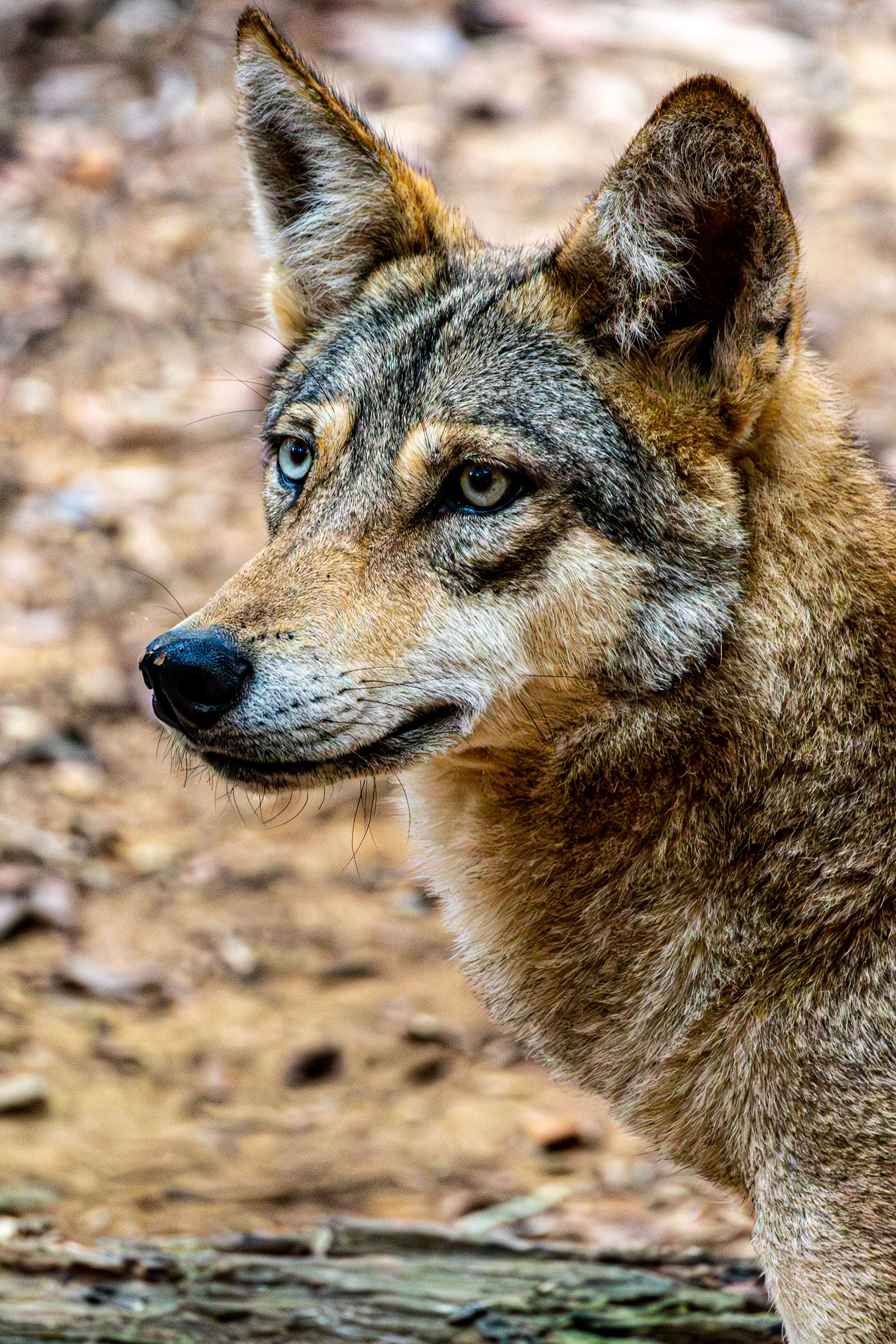 Portrait Rapproché D'un Loup Rouge Dans Son Habitat Naturel · Photo ...