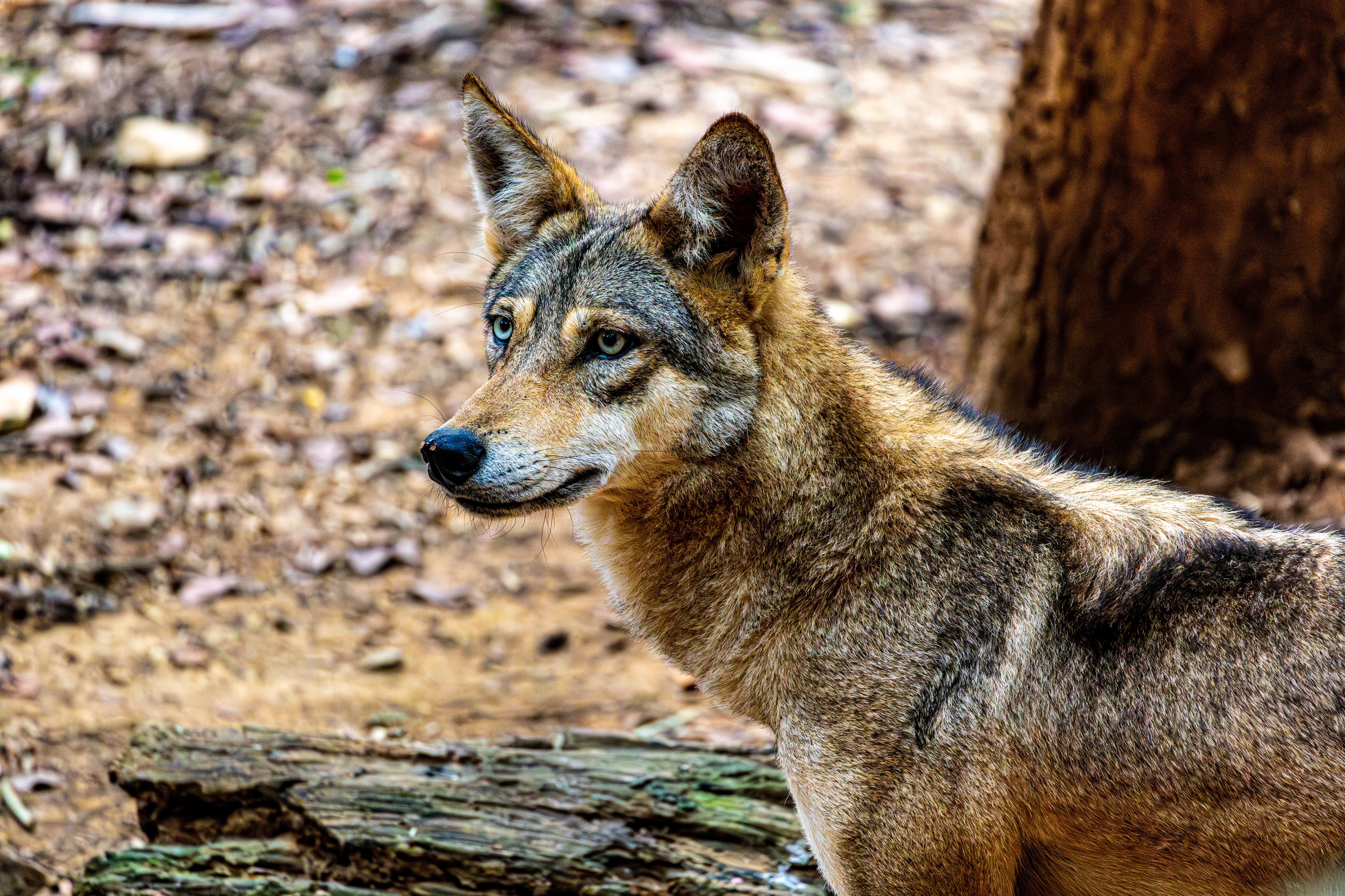 Red Wolf Photos, Download The BEST Free Red Wolf Stock Photos & HD Images