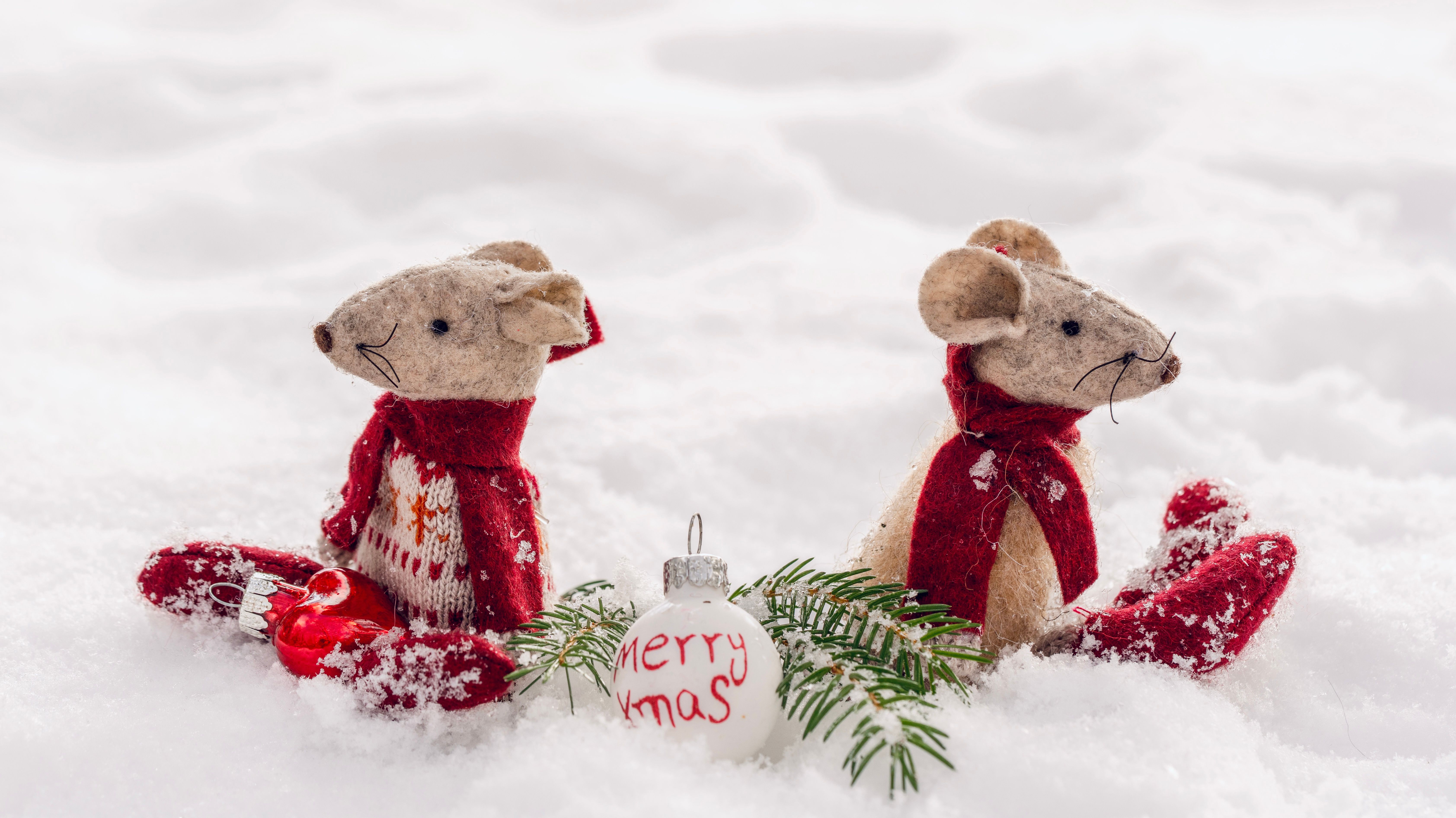 Mice Photos, Download The BEST Free Mice Stock Photos & HD Images