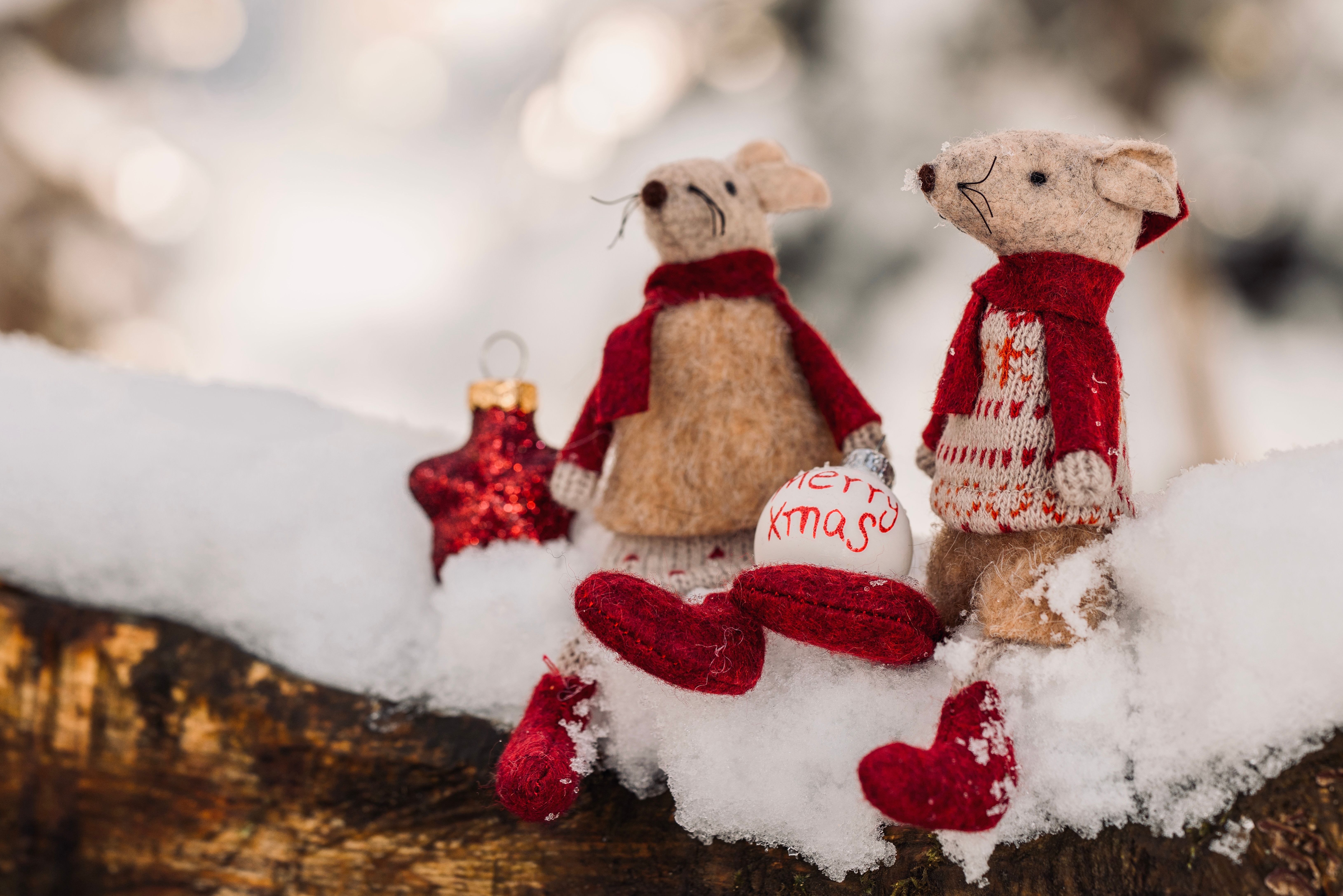 Mice Photos, Download The BEST Free Mice Stock Photos & HD Images