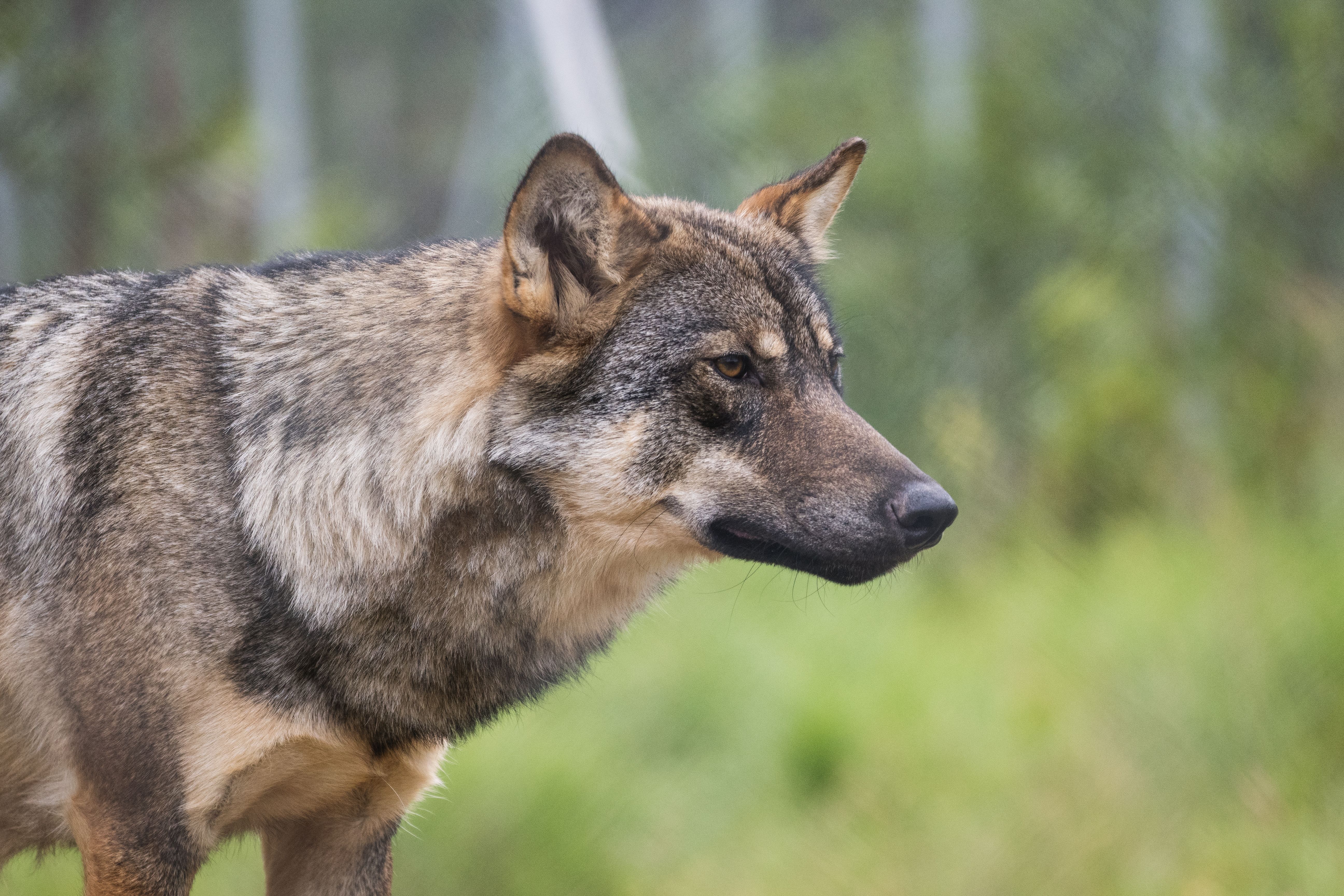 Close-up of a Grey Wolf in Natural Habitat · Free Stock Photo