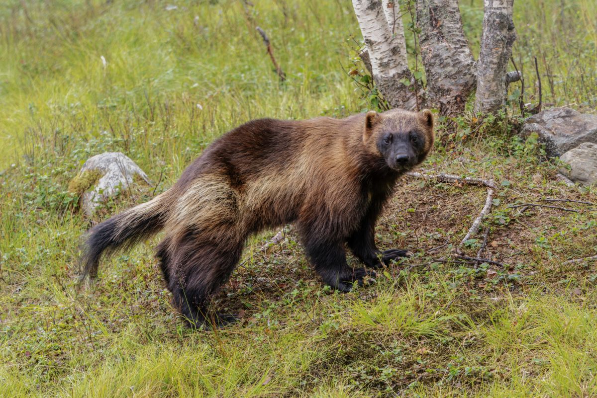 Wolverine Photos, Download The BEST Free Wolverine Stock Photos & HD Images