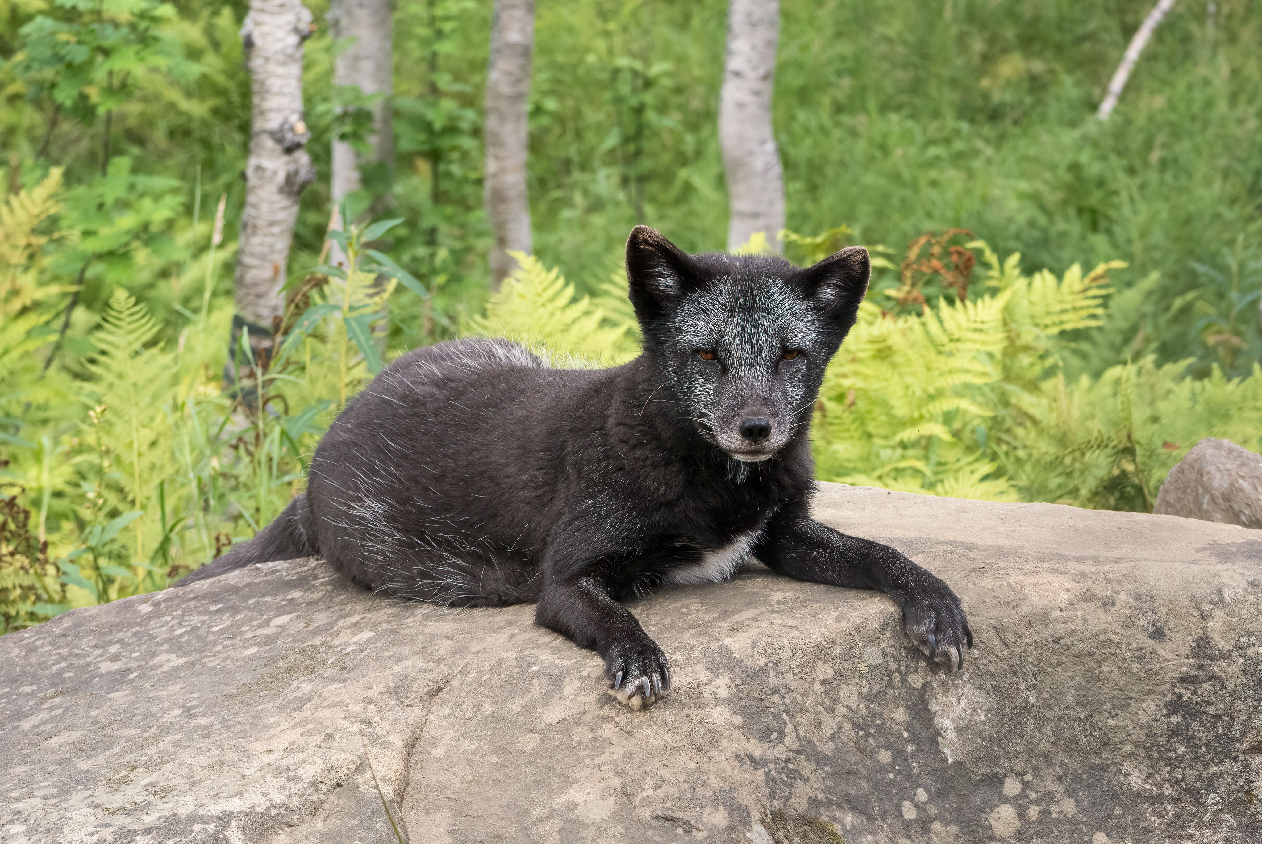 Silver Fox Relaxing on a Rock in Forest · Free Stock Photo
